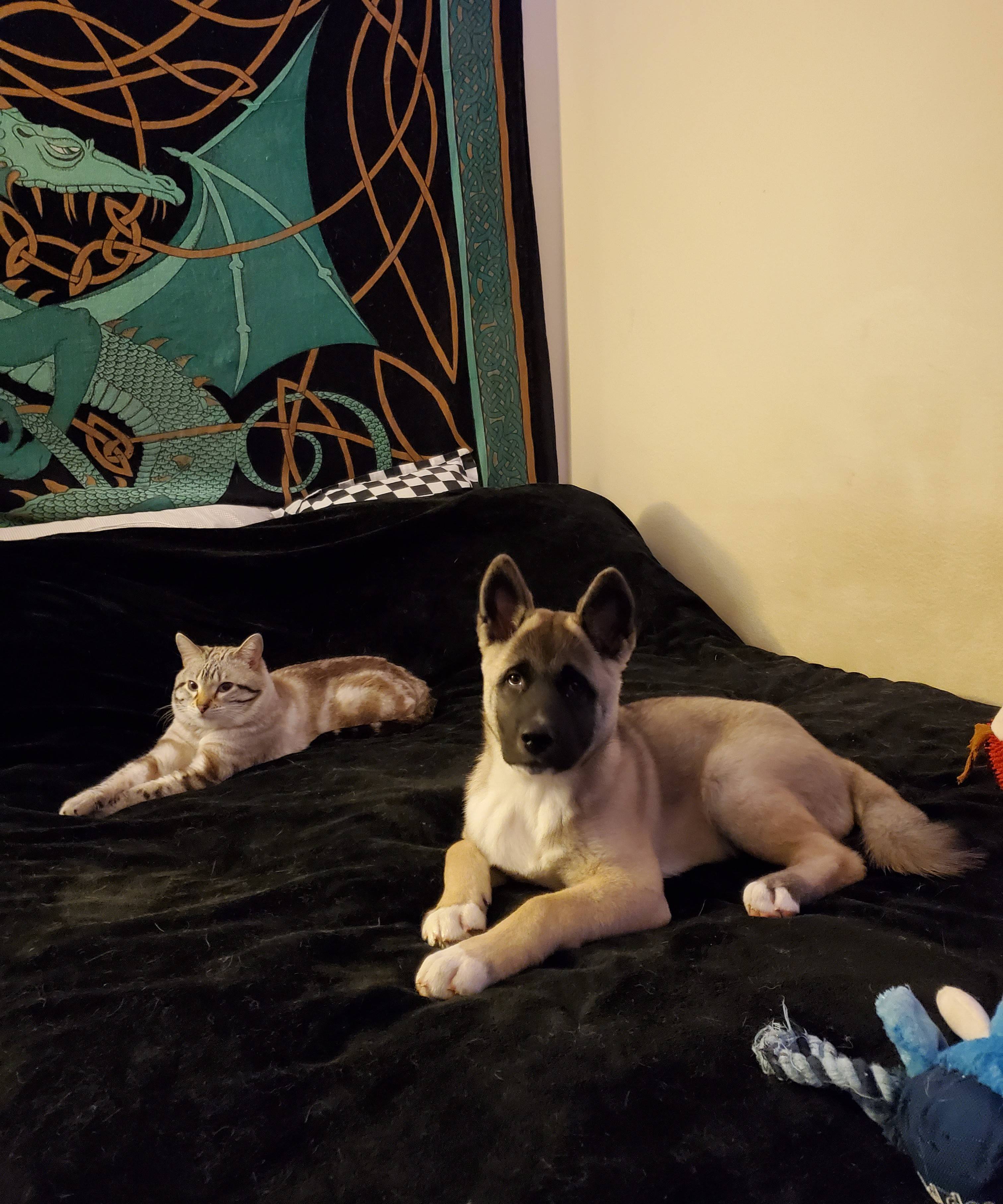 13 Weeks Old! Ft. My Snow Bengal Cat | Scrolller