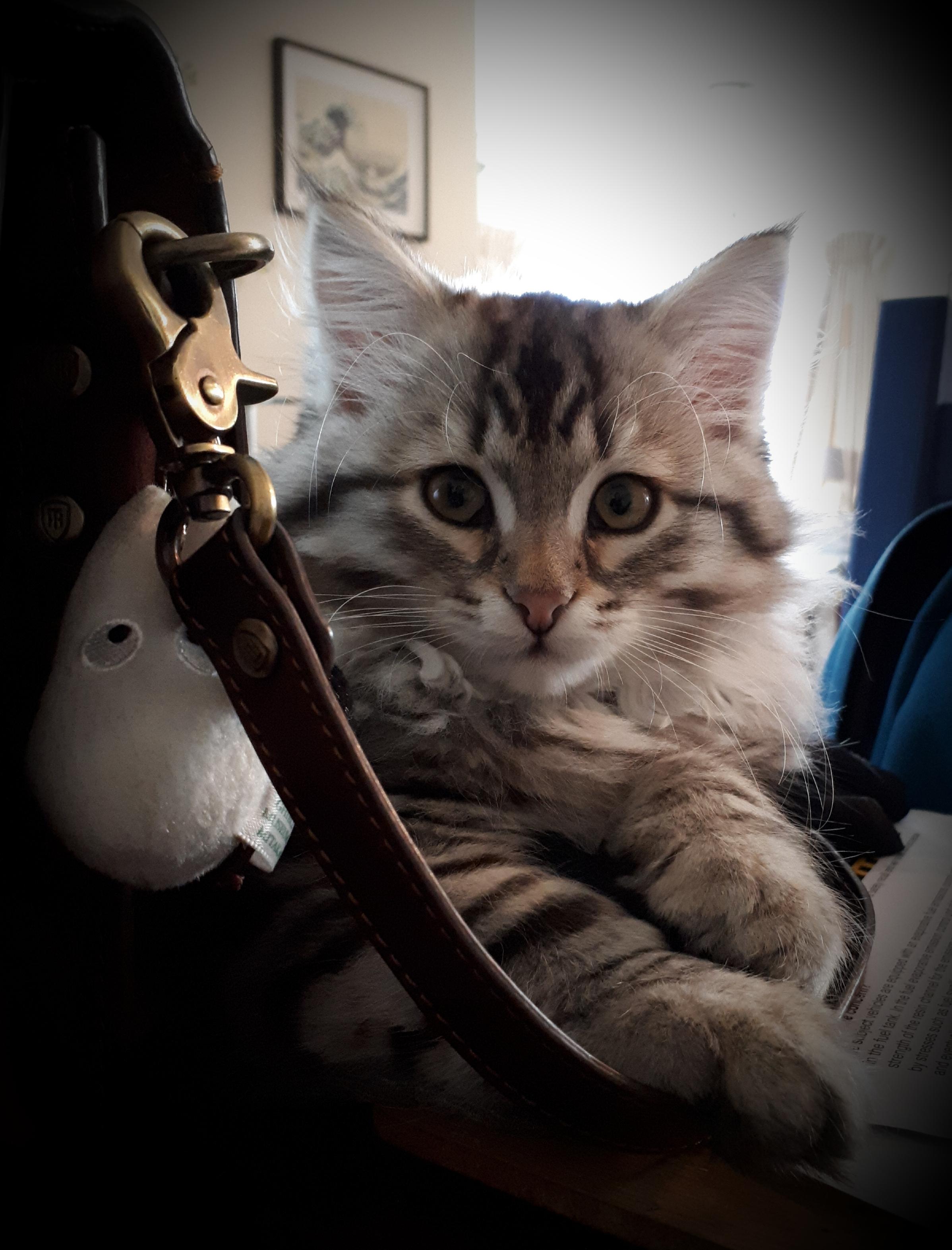 14 week old Cosmo is my work buddy today | Scrolller