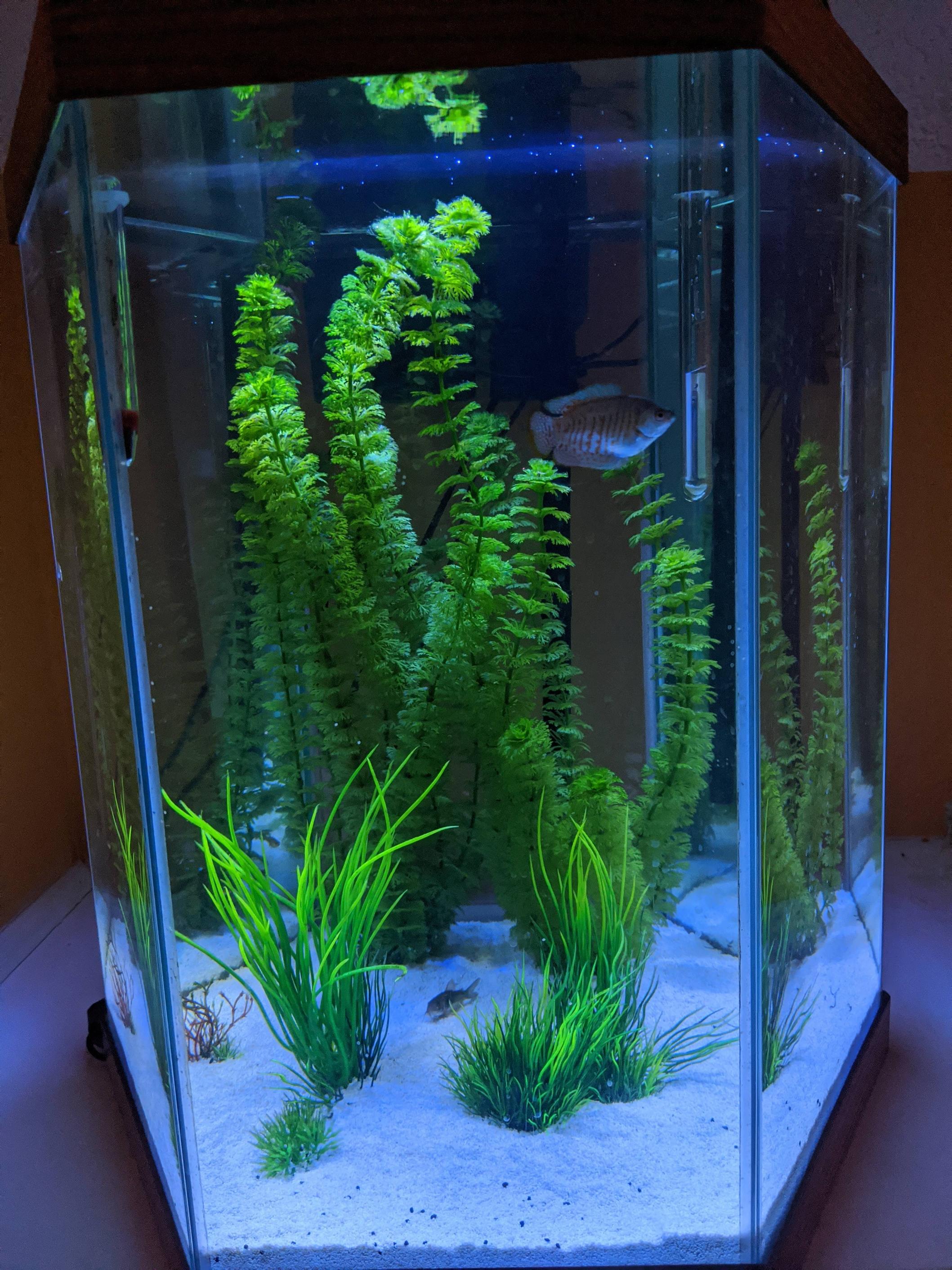 15 gallon hexagon | Scrolller