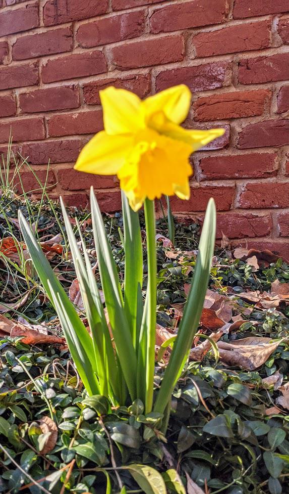 1st Daffodil of 2020 | Scrolller