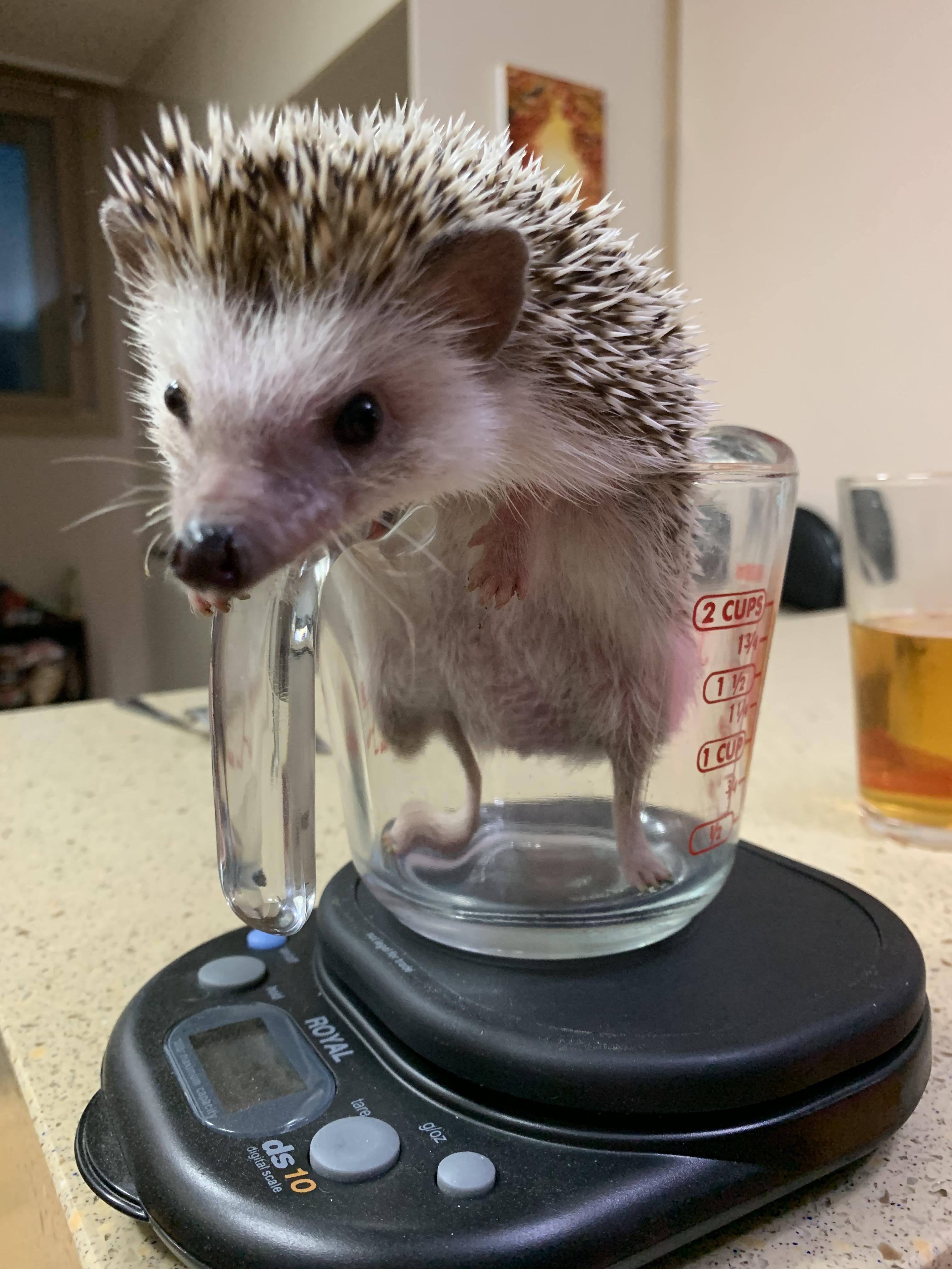 1st of the month = Weight Check 🤗 | Scrolller