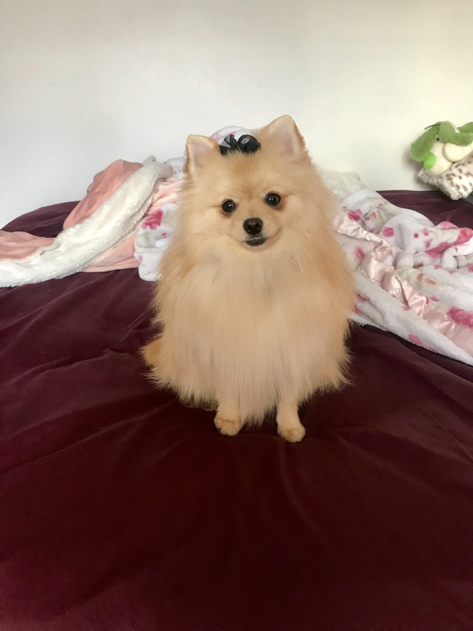 1st Official Grooming! | Scrolller