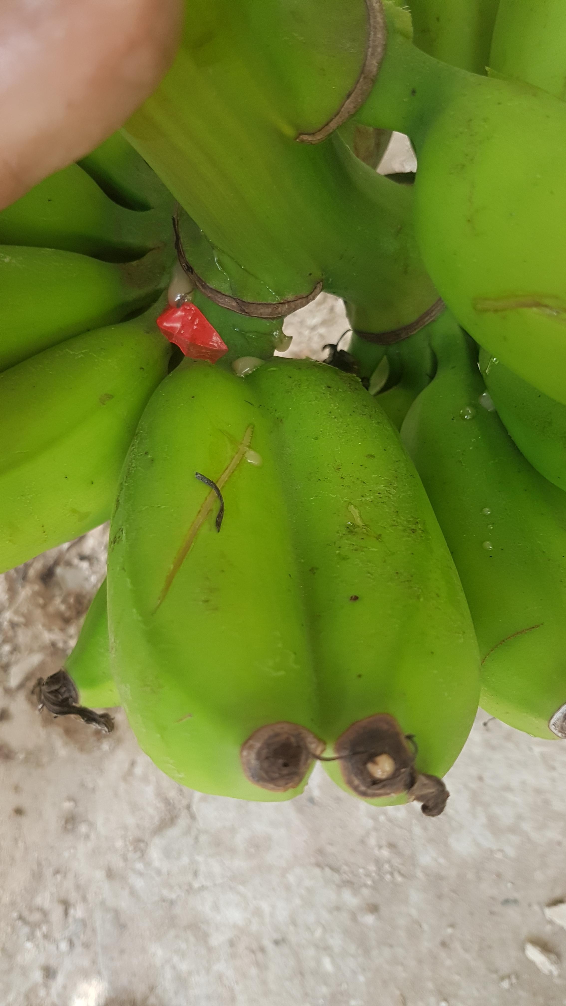 2 Banana In A Banana Skin Scrolller