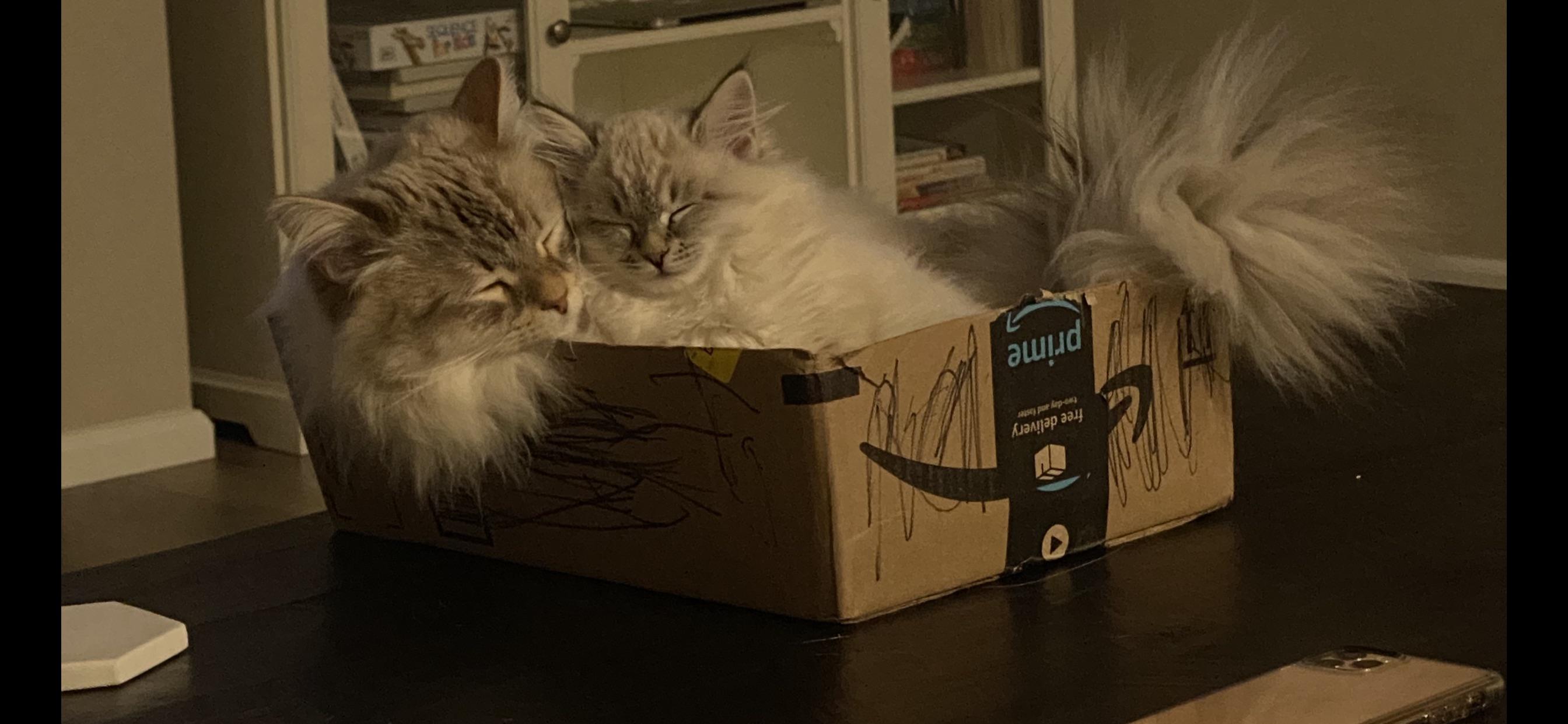 2 cats 1 box with Francois and Fiona | Scrolller