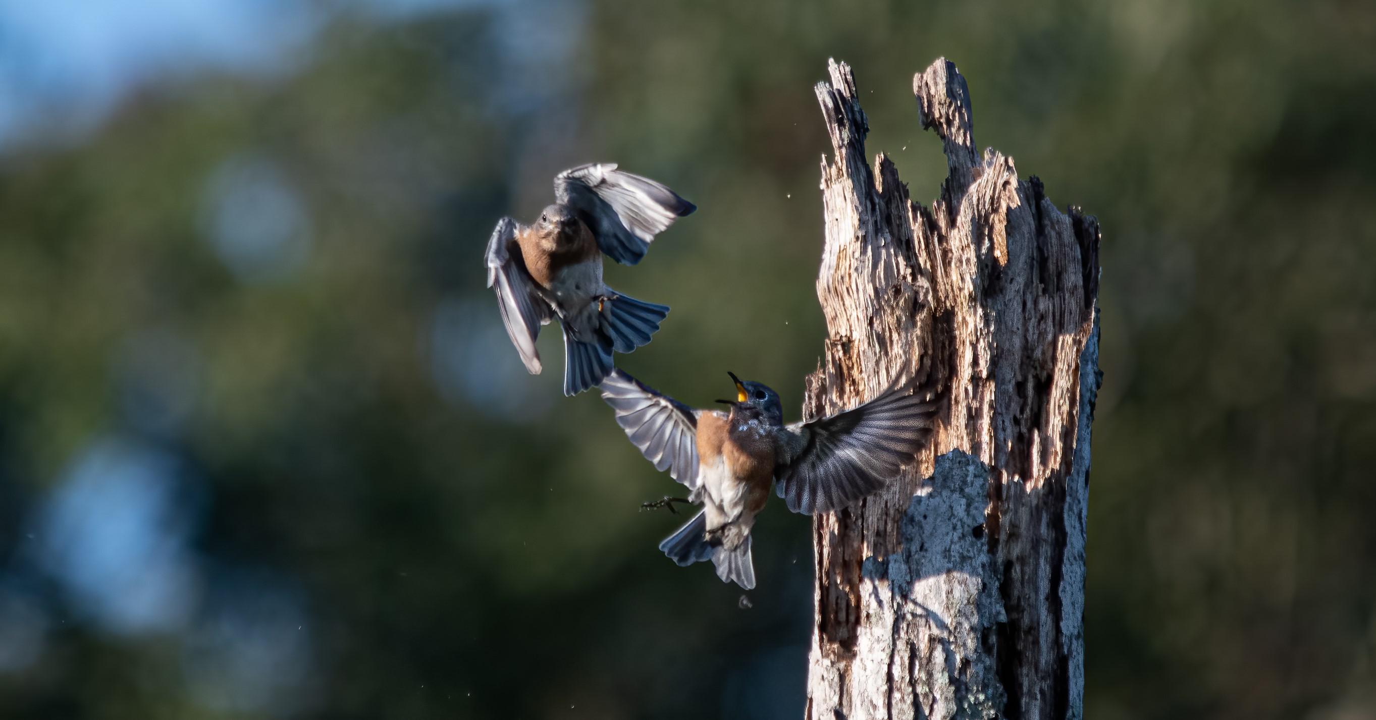 2 Eastern Bluebirds in midair combat | Scrolller