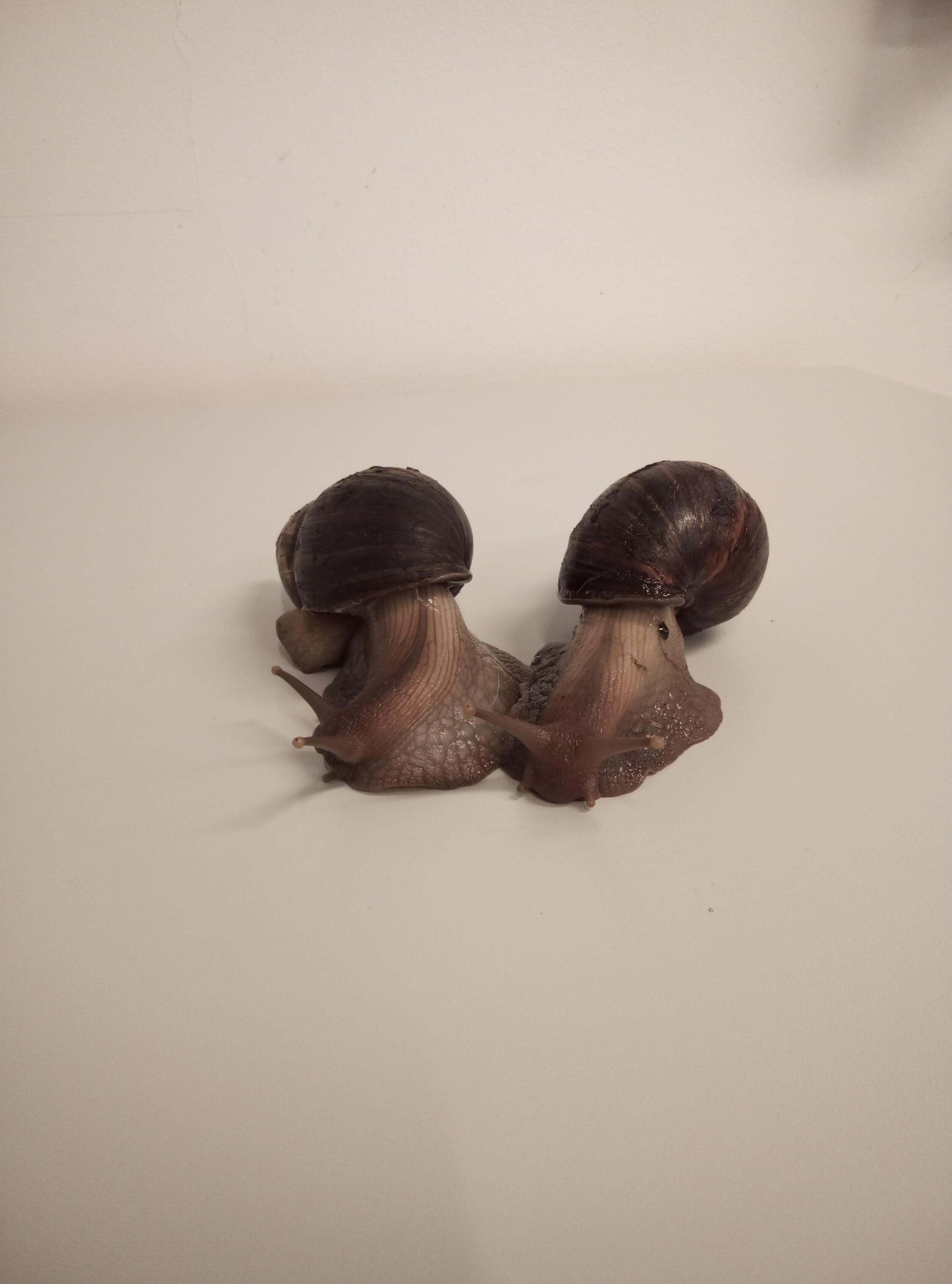 2 Giant African Snails | Scrolller