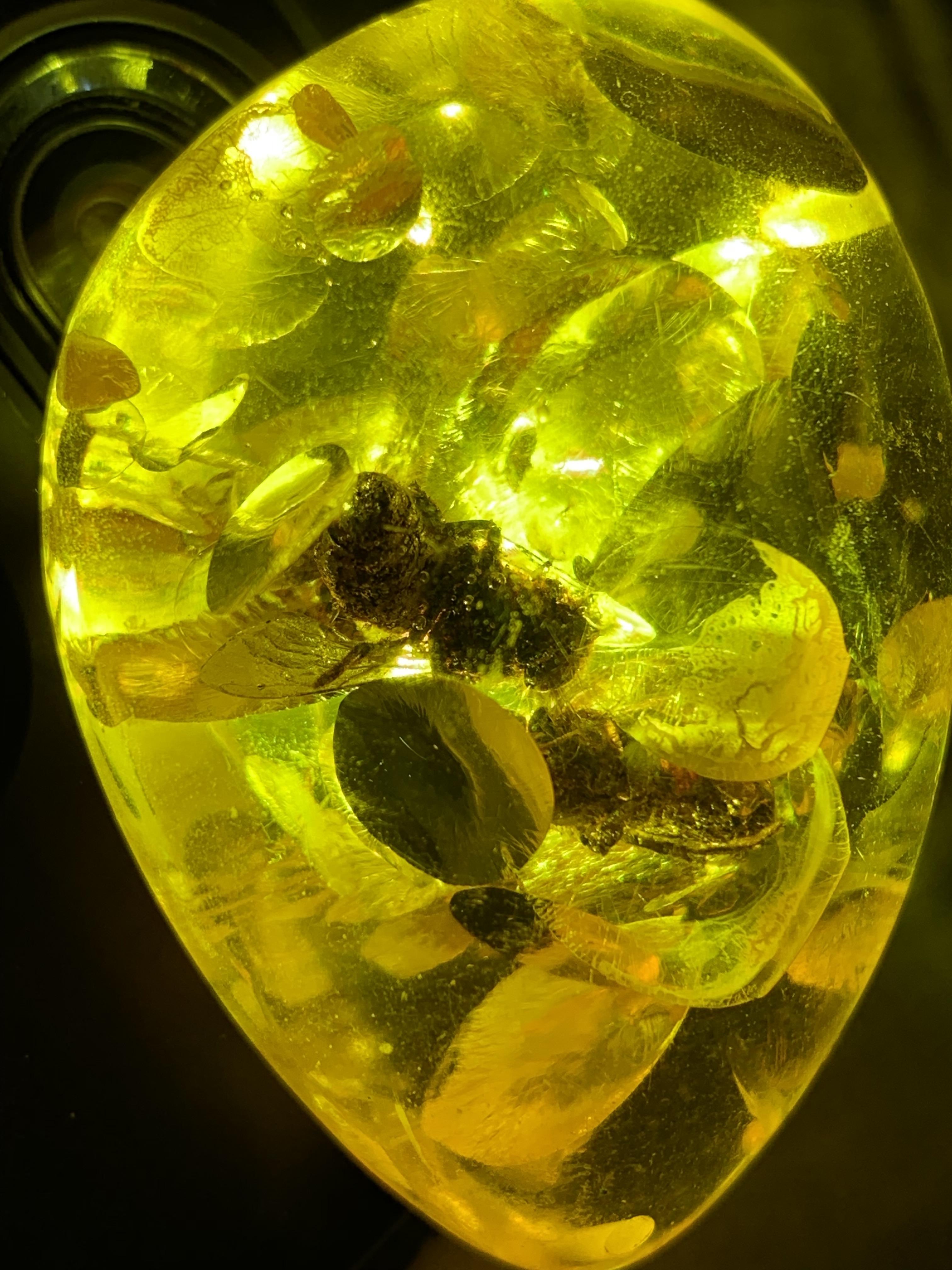 2 honey bees in my piece of amber | Scrolller