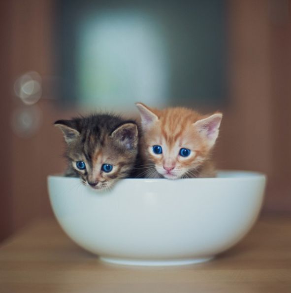 2 Kitties 1 Cup | Scrolller