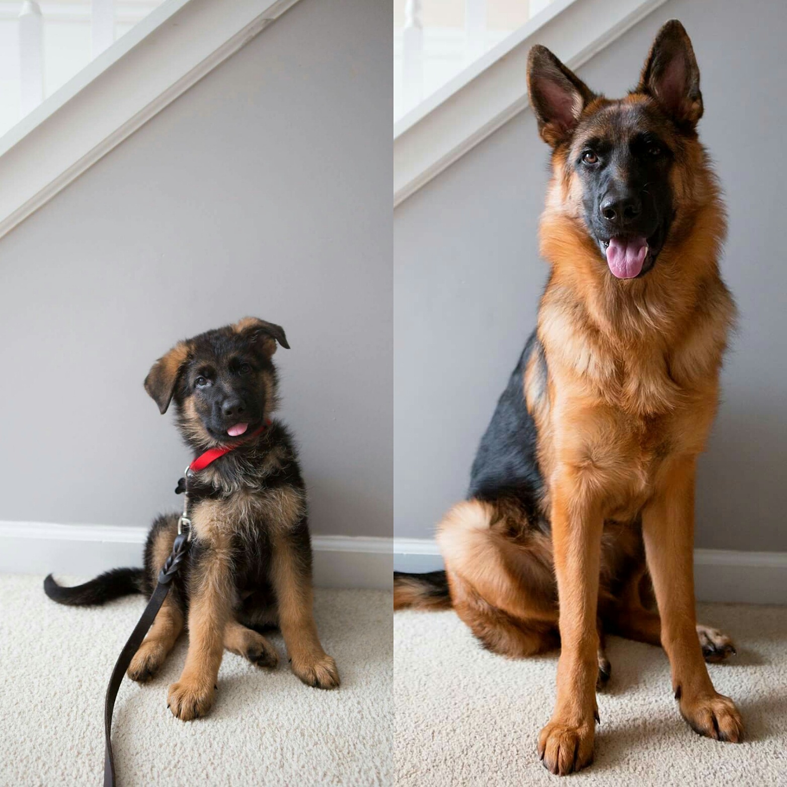 2 months --> 8 months | Scrolller