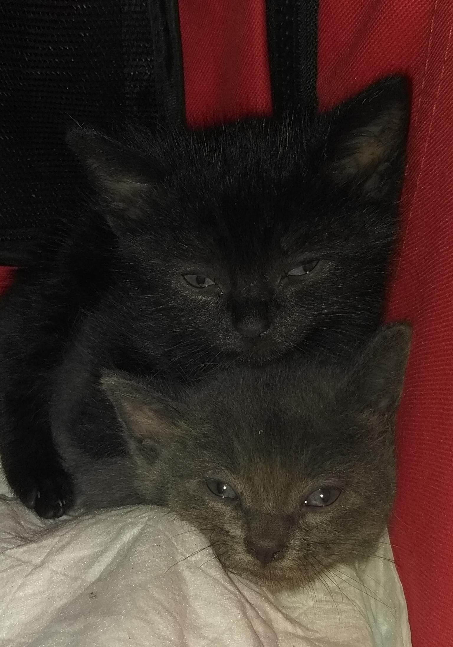 2 sleepy kittens. | Scrolller