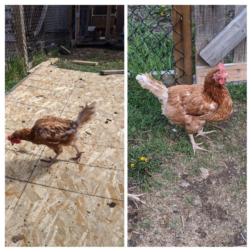 2 Weeks with rescue chickens makes a huge difference | Scrolller