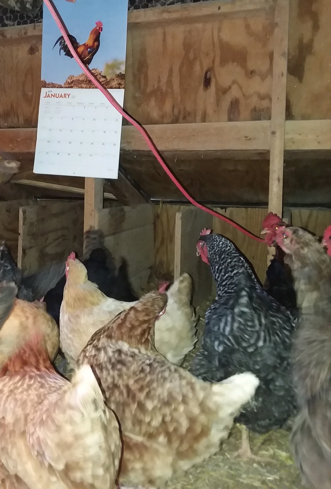 2019 Sexy Rooster Calendar | Scrolller