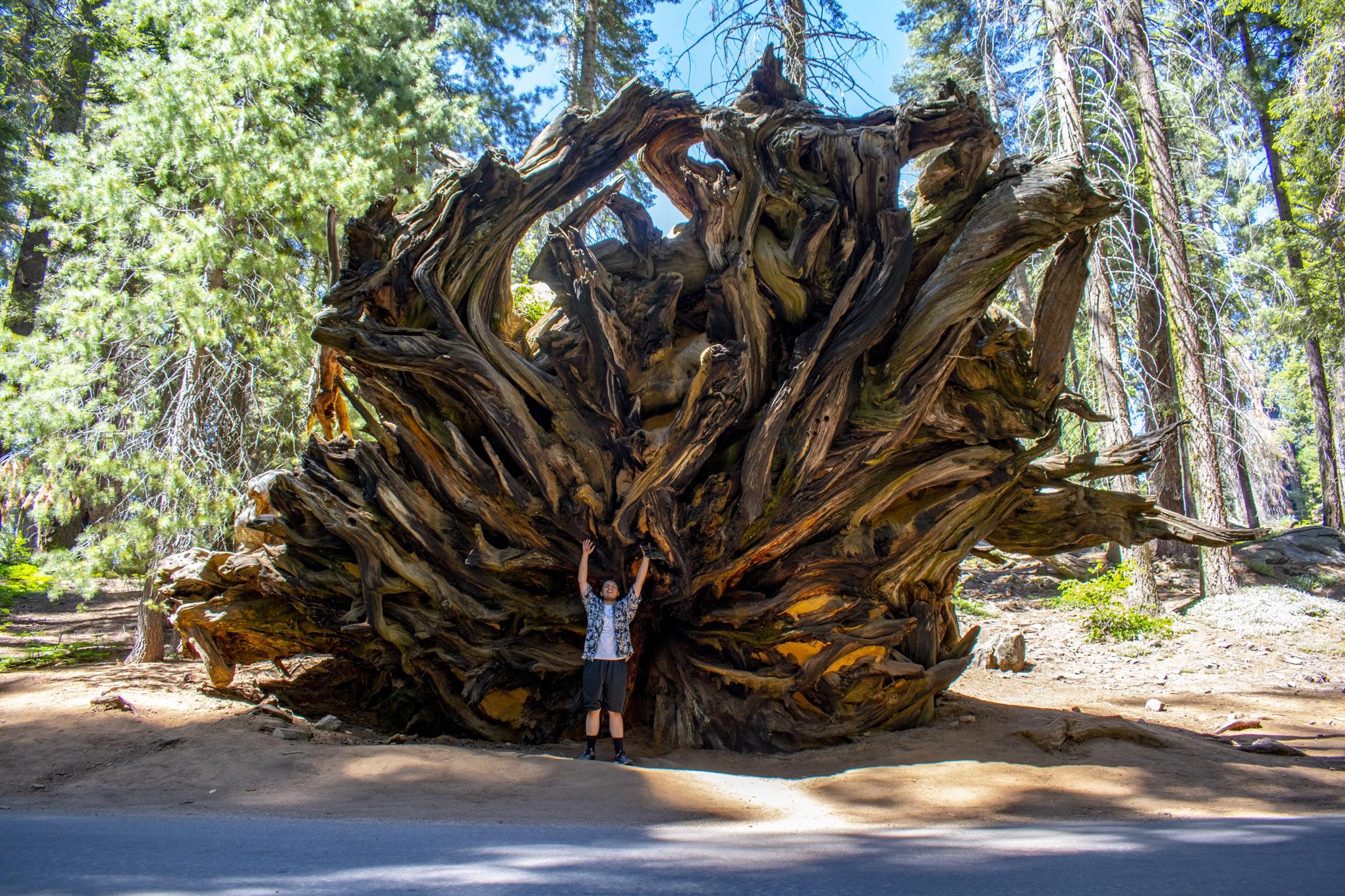 2300 Year Old Sequioa Tree That Fell In The ‘50s Friend For Scale