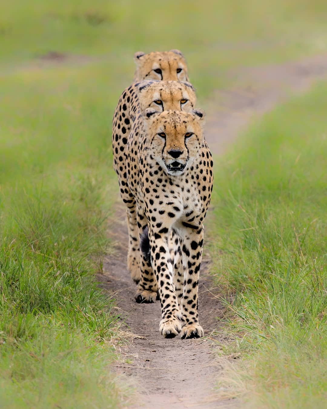 3 cheetahs in 1 | Scrolller