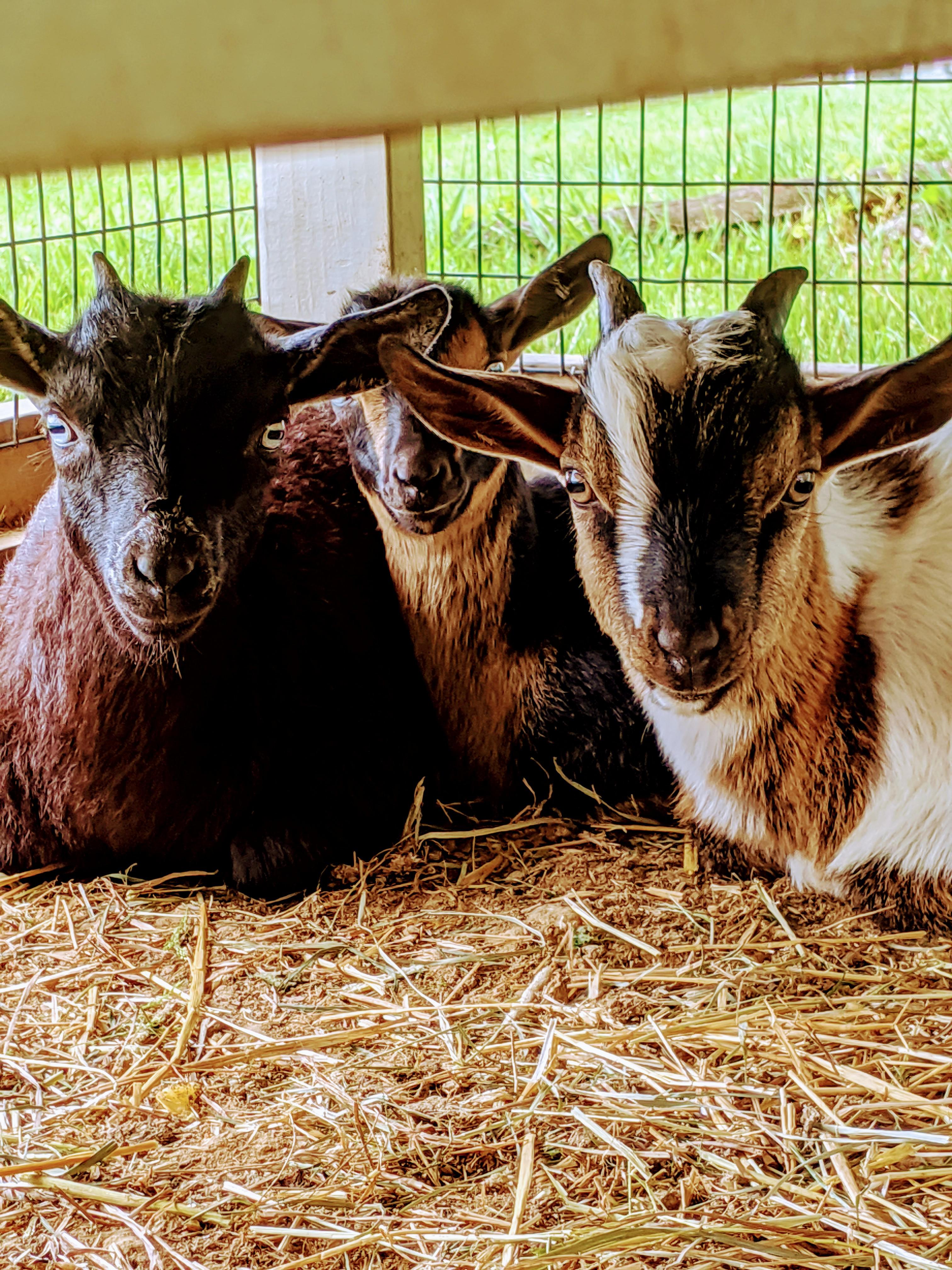 3 new goats! | Scrolller