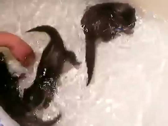 3 Otters in a Bathtub | Scrolller