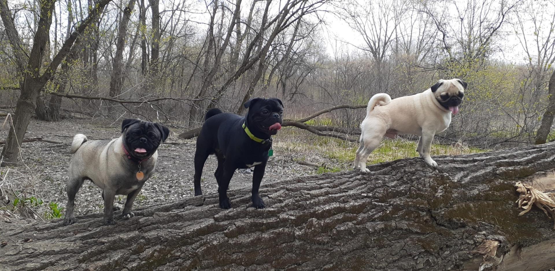 3 pugs on a log. | Scrolller