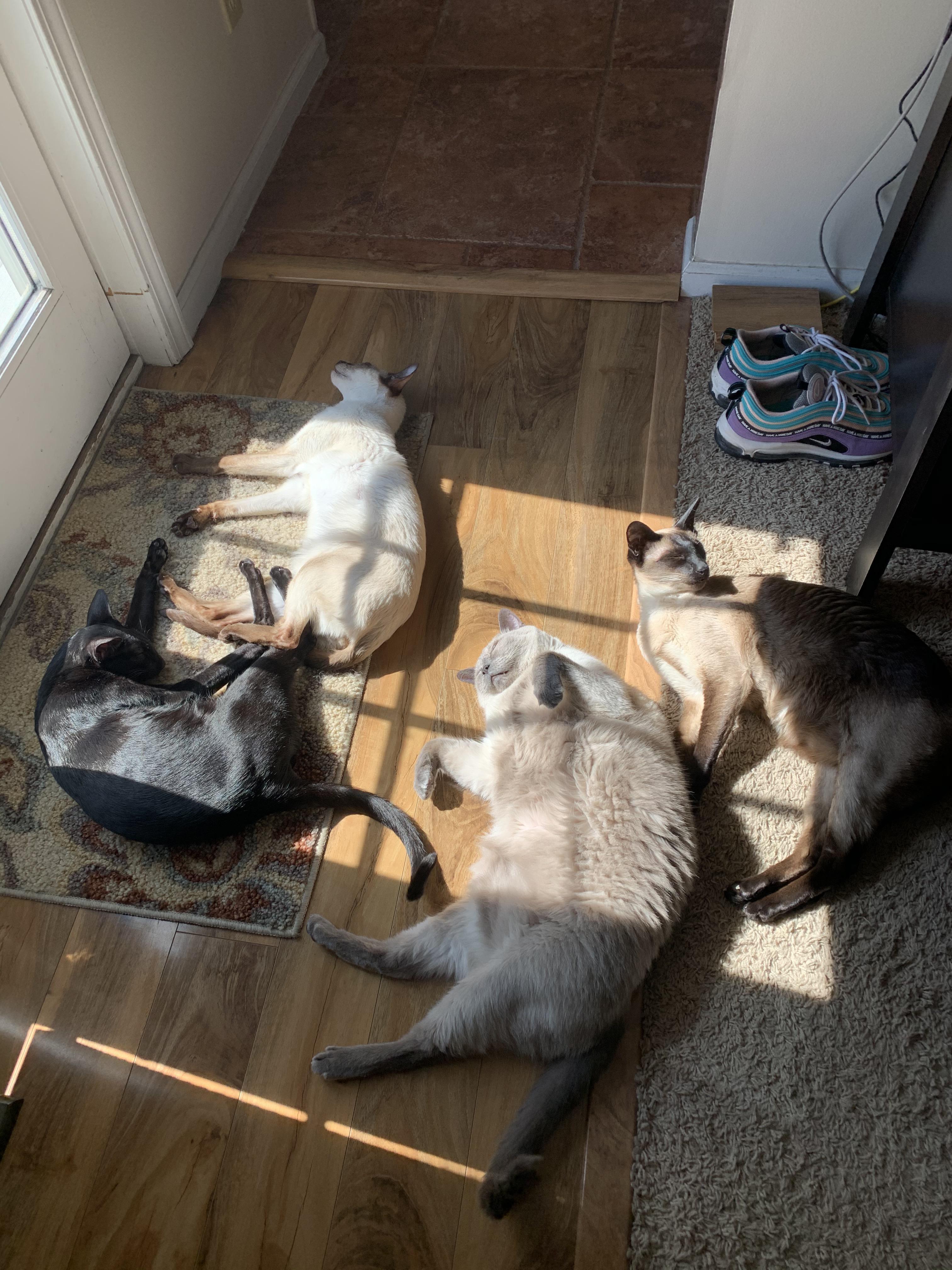 3 Siamese and an Oriental walk into a sunbeam..... | Scrolller