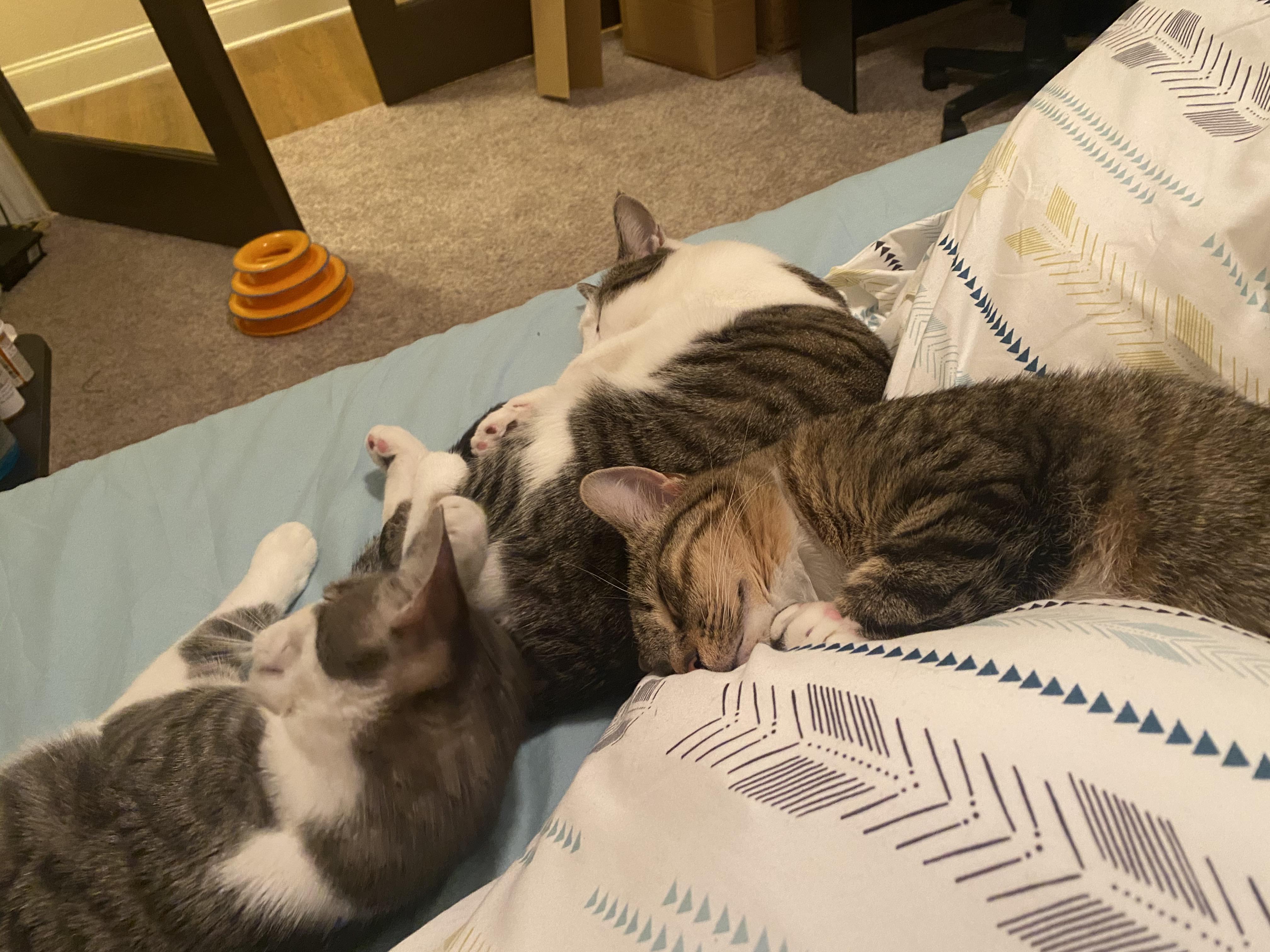 3 siblings, 1 puddle | Scrolller