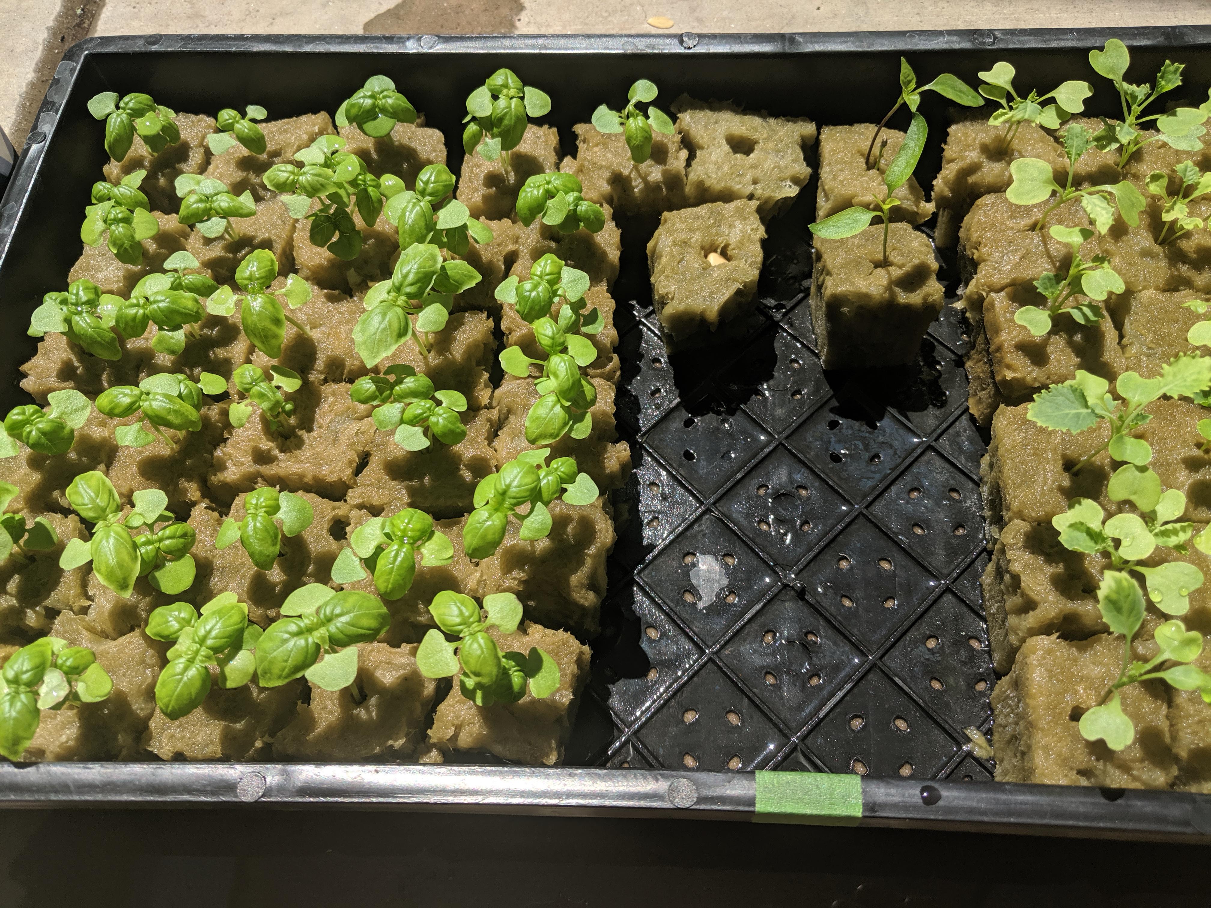 3-week-old basil, kale, tomato seedlings | Scrolller