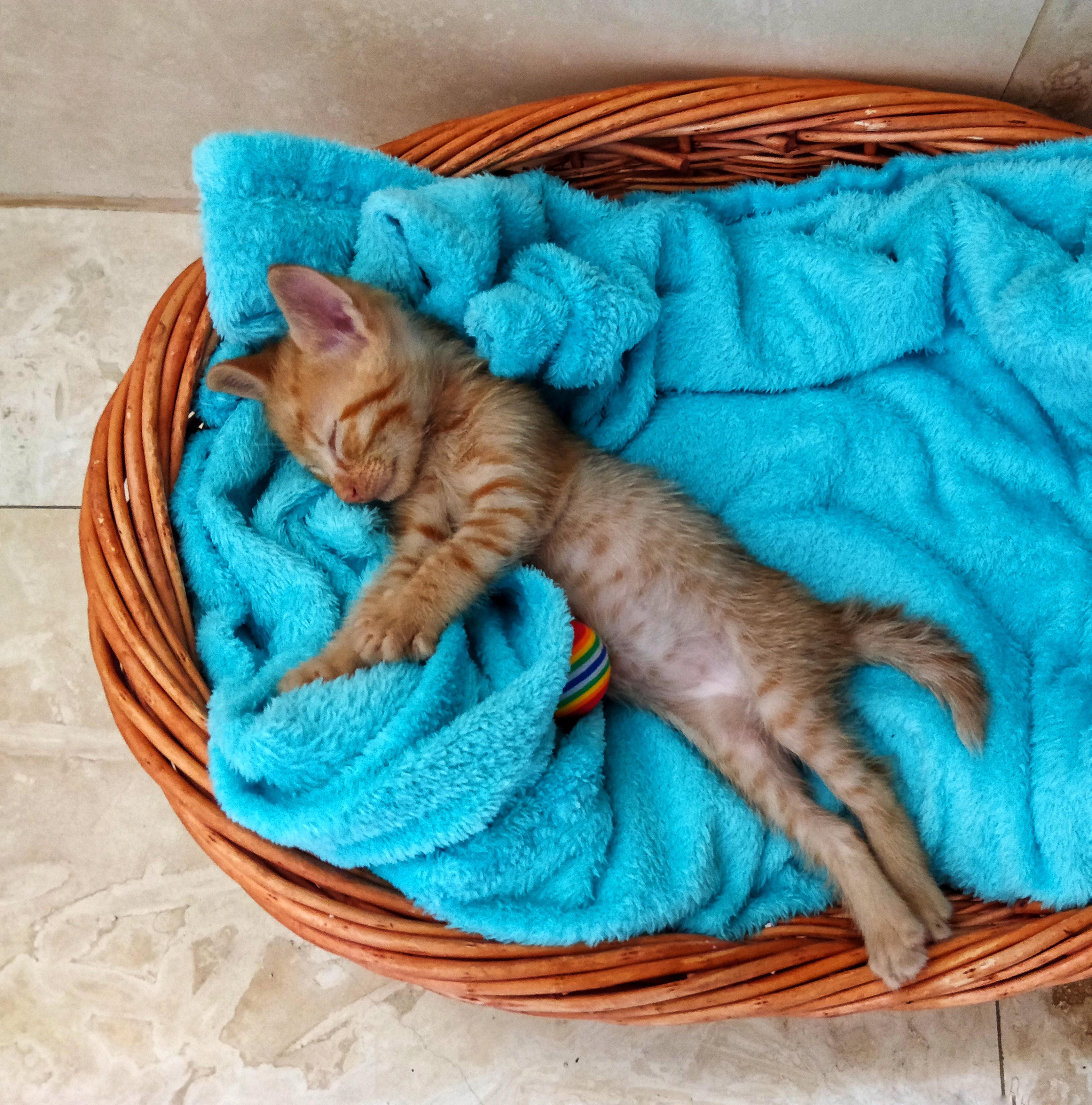 3 weeks old Charlie | Scrolller