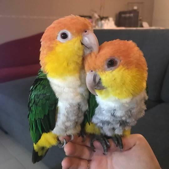 3 years old and still totally inseperable (brothers) | Scrolller