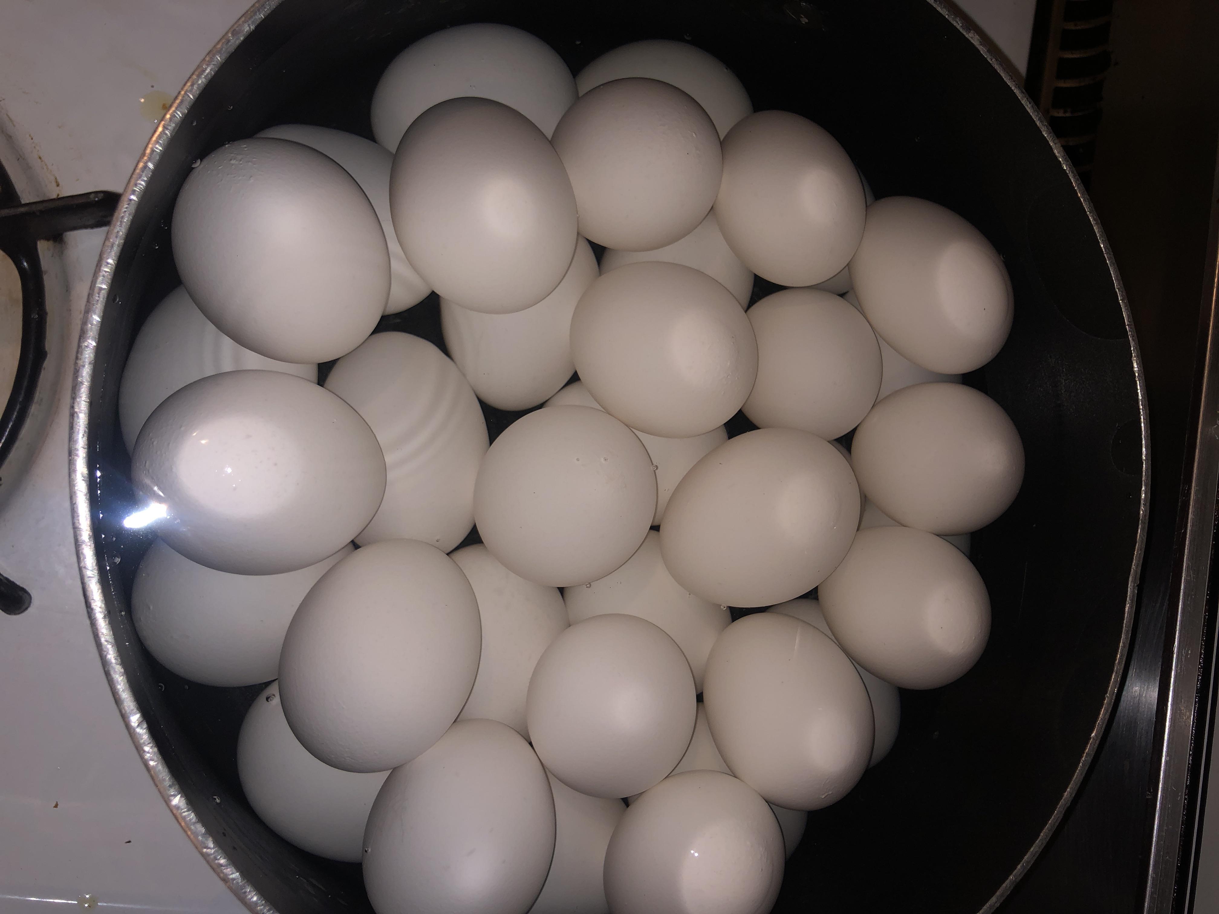 36 six eggs at once? | Scrolller