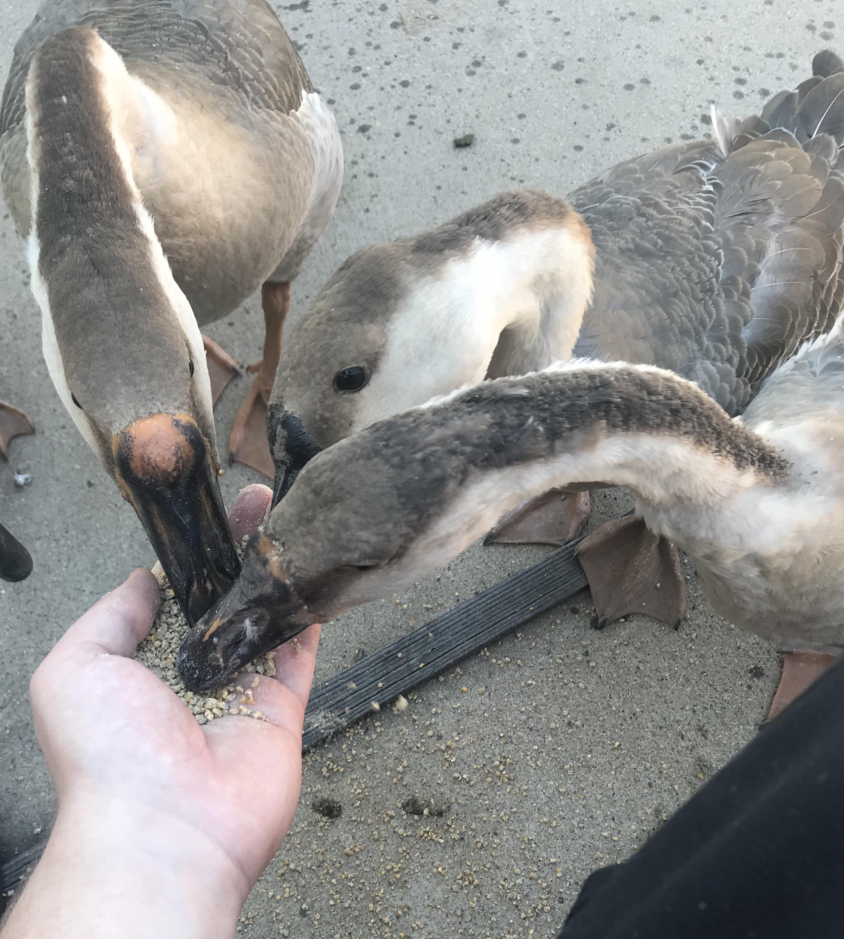 3x goose monch | Scrolller