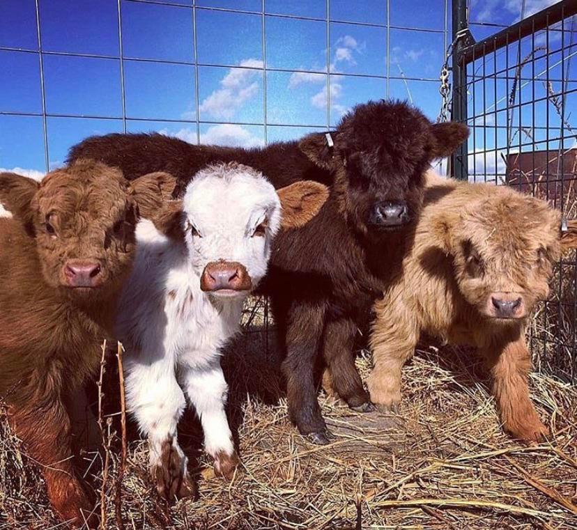 4 cuties | Scrolller