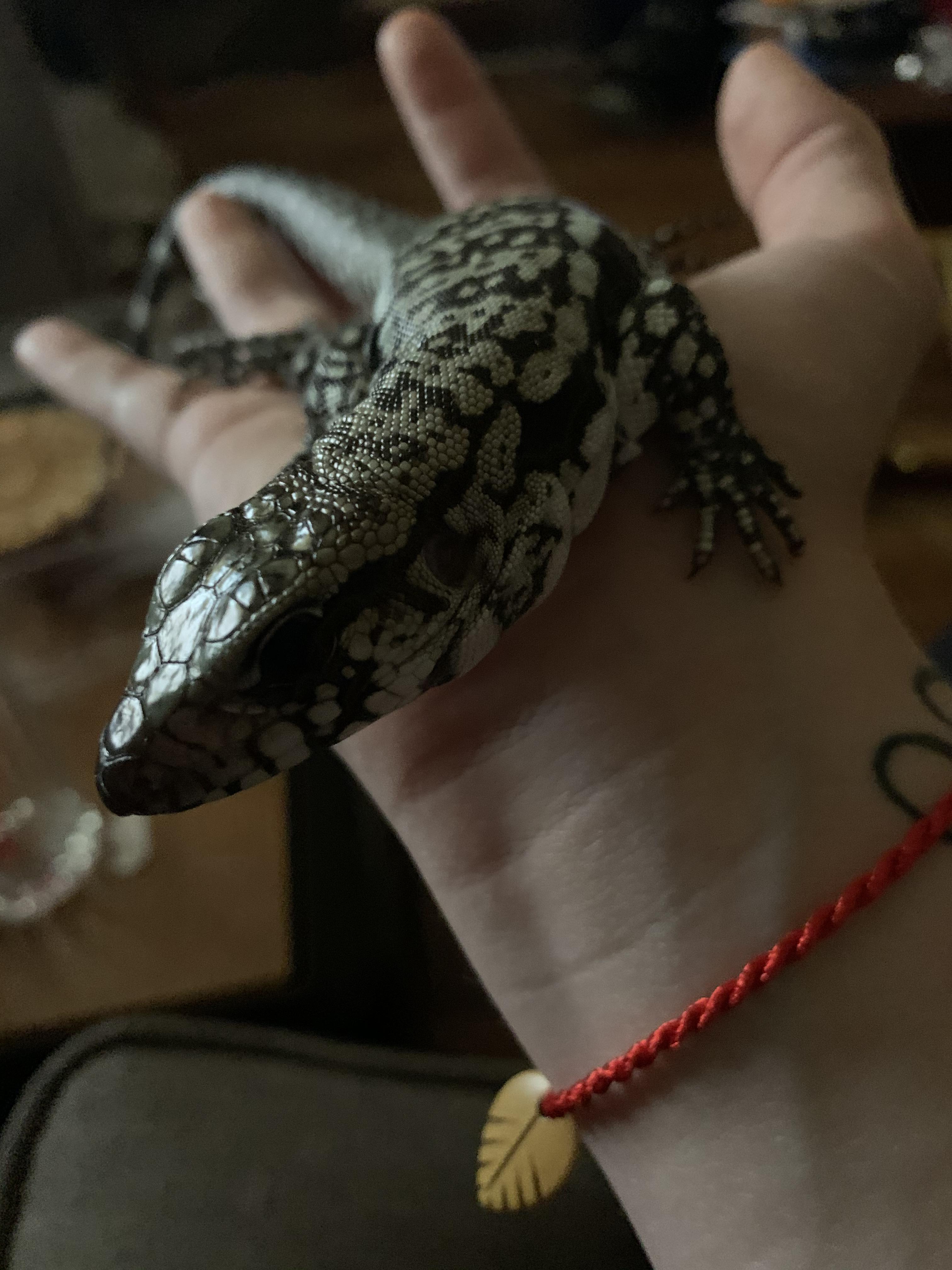 4 Month Old Chacoan Tegu | Scrolller