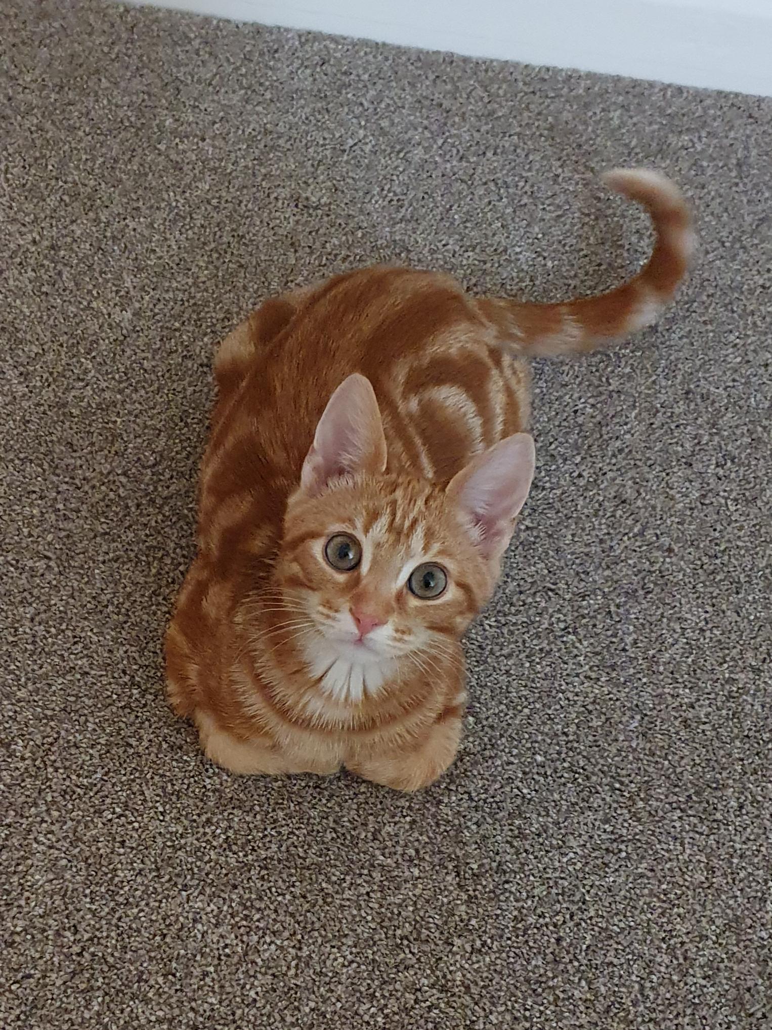 5 month Jasper, learning the loaf | Scrolller