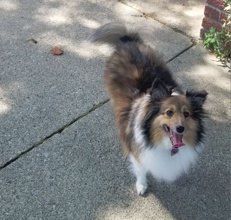 5 seconds after chasing a rabbit | Scrolller