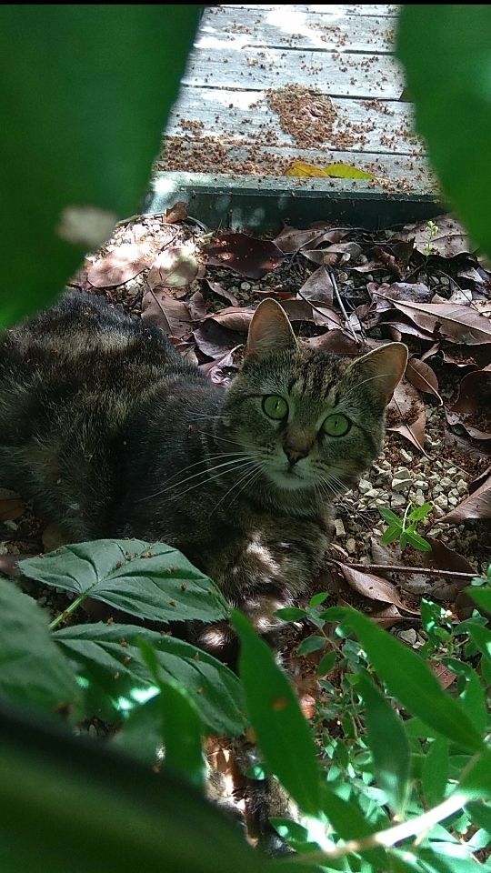 [50/50] Dog eats a cats rotting corpse (NSFW) | Cute cat in the park bush (SFW) | Scrolller