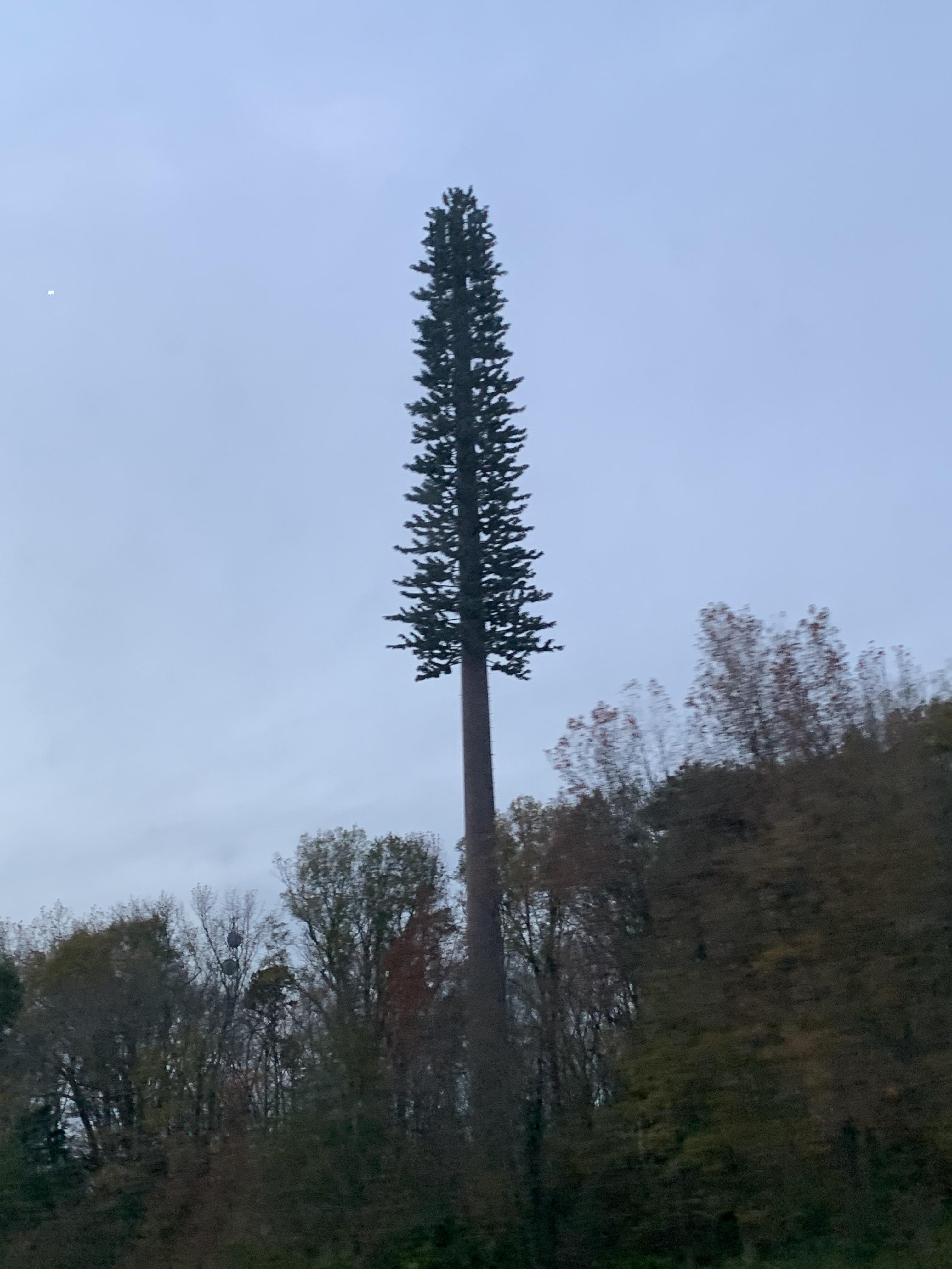 5g tower disguised as a tree in Charlotte Nc | Scrolller