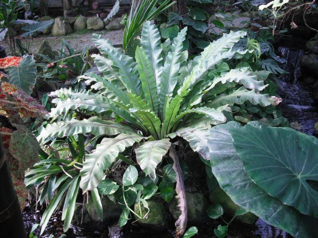 6 Foot Diameter Bird's Nest Fern | Scrolller
