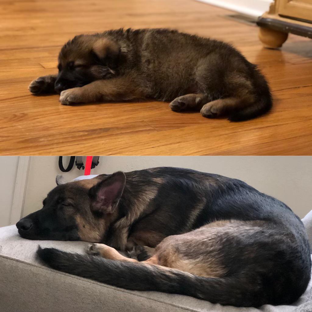 6 months later. Sleepy boy Apollo | Scrolller