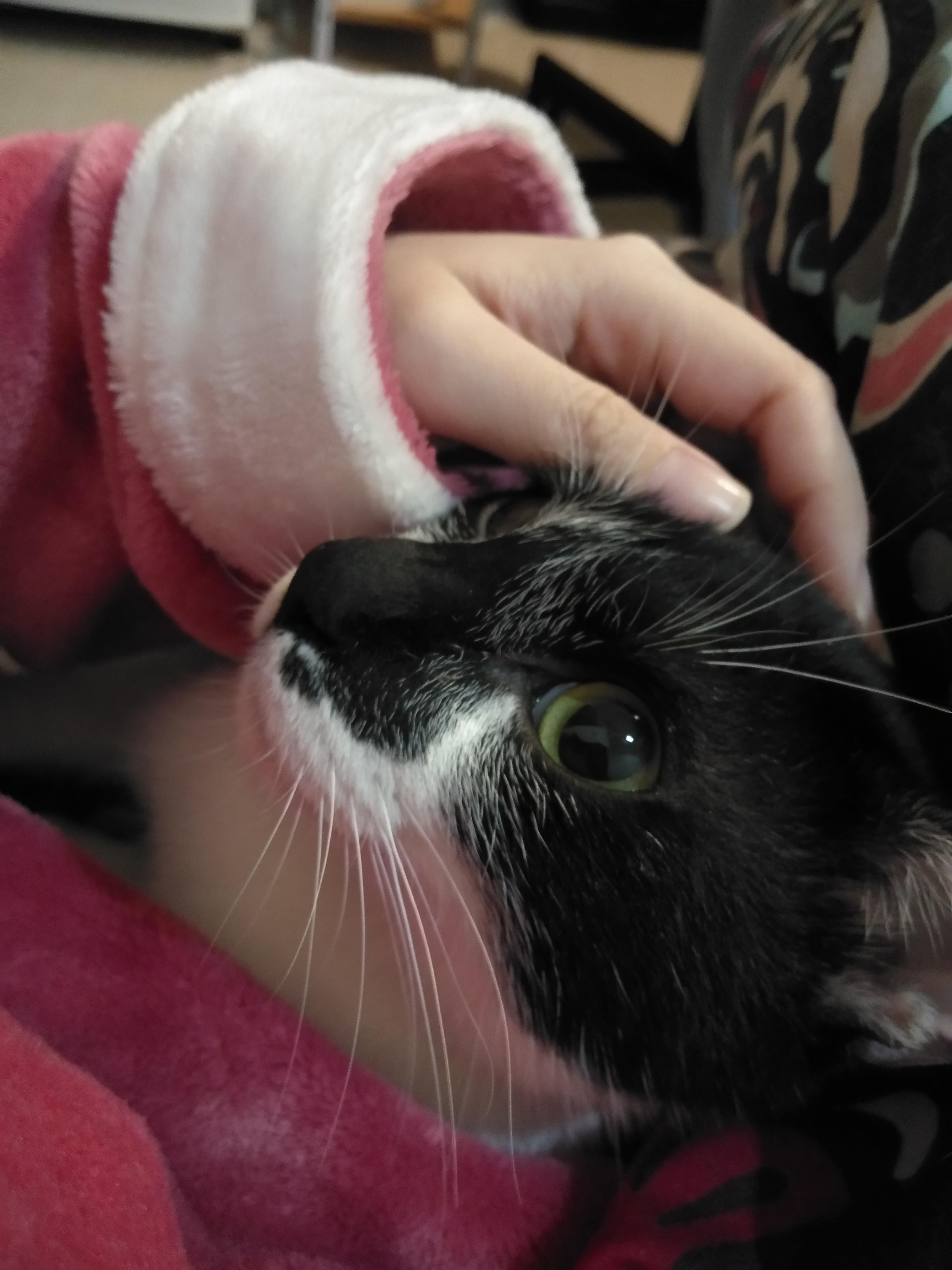 7 kg of nonstop purring | Scrolller