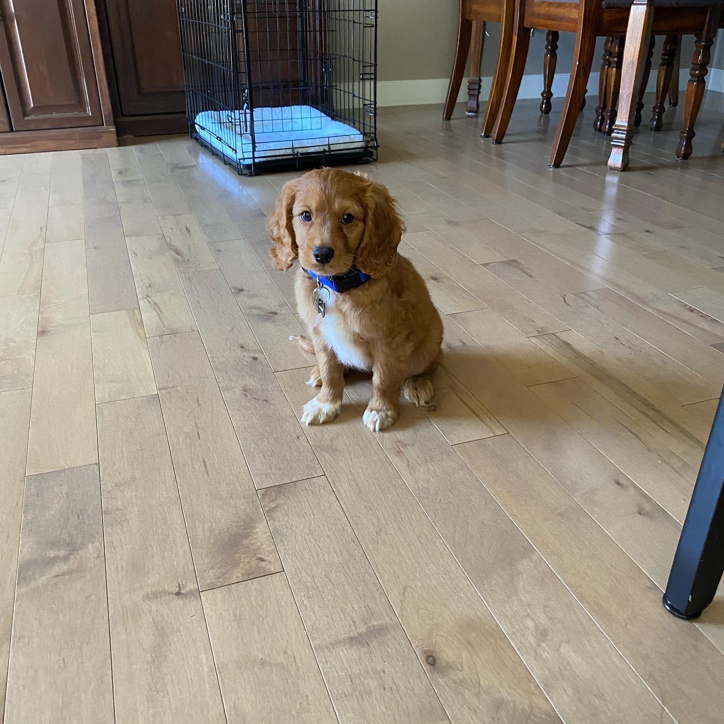 8 weeks old, meet Cooper | Scrolller