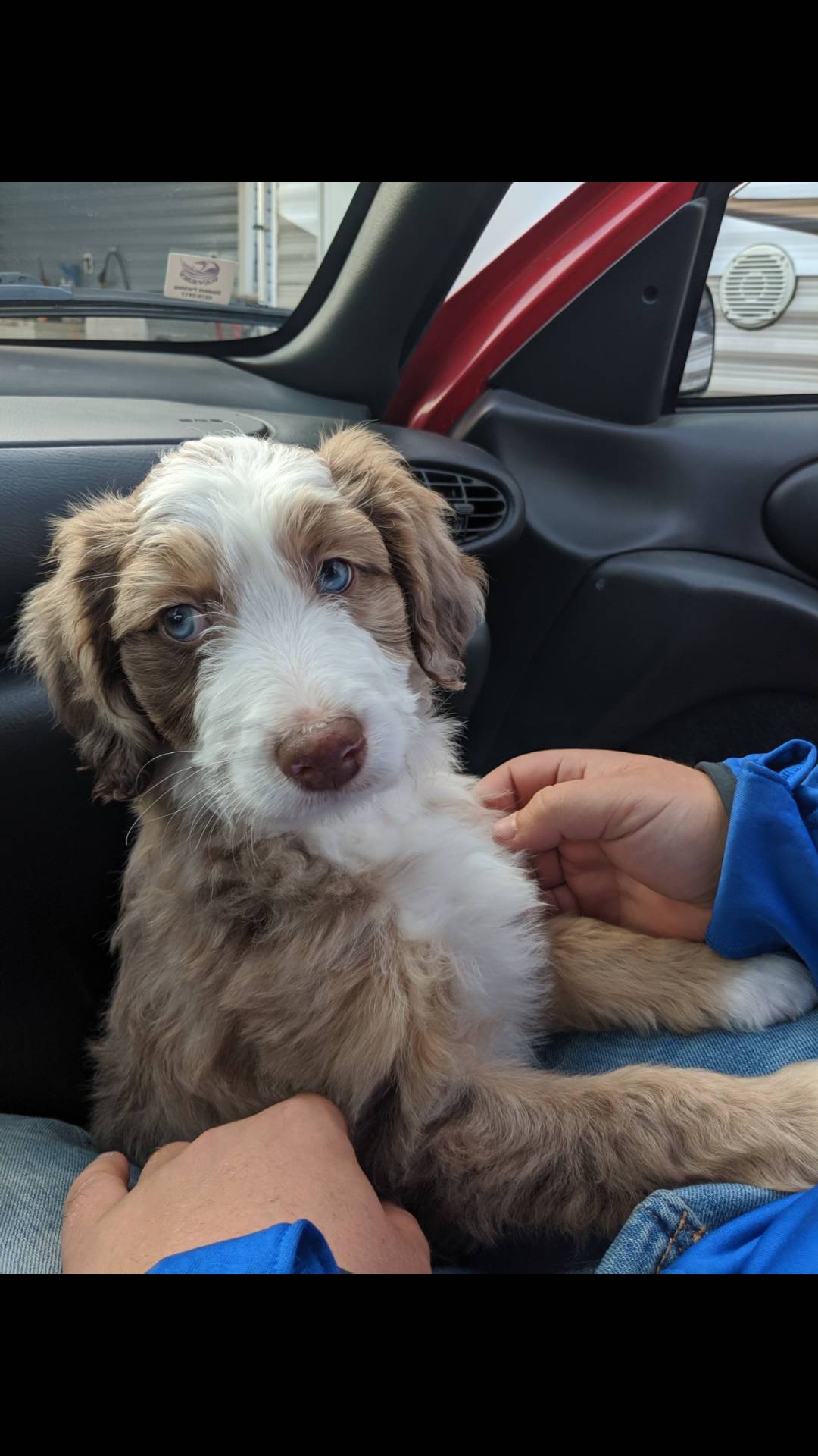 9 week old aussiedoodle named Rosco! | Scrolller