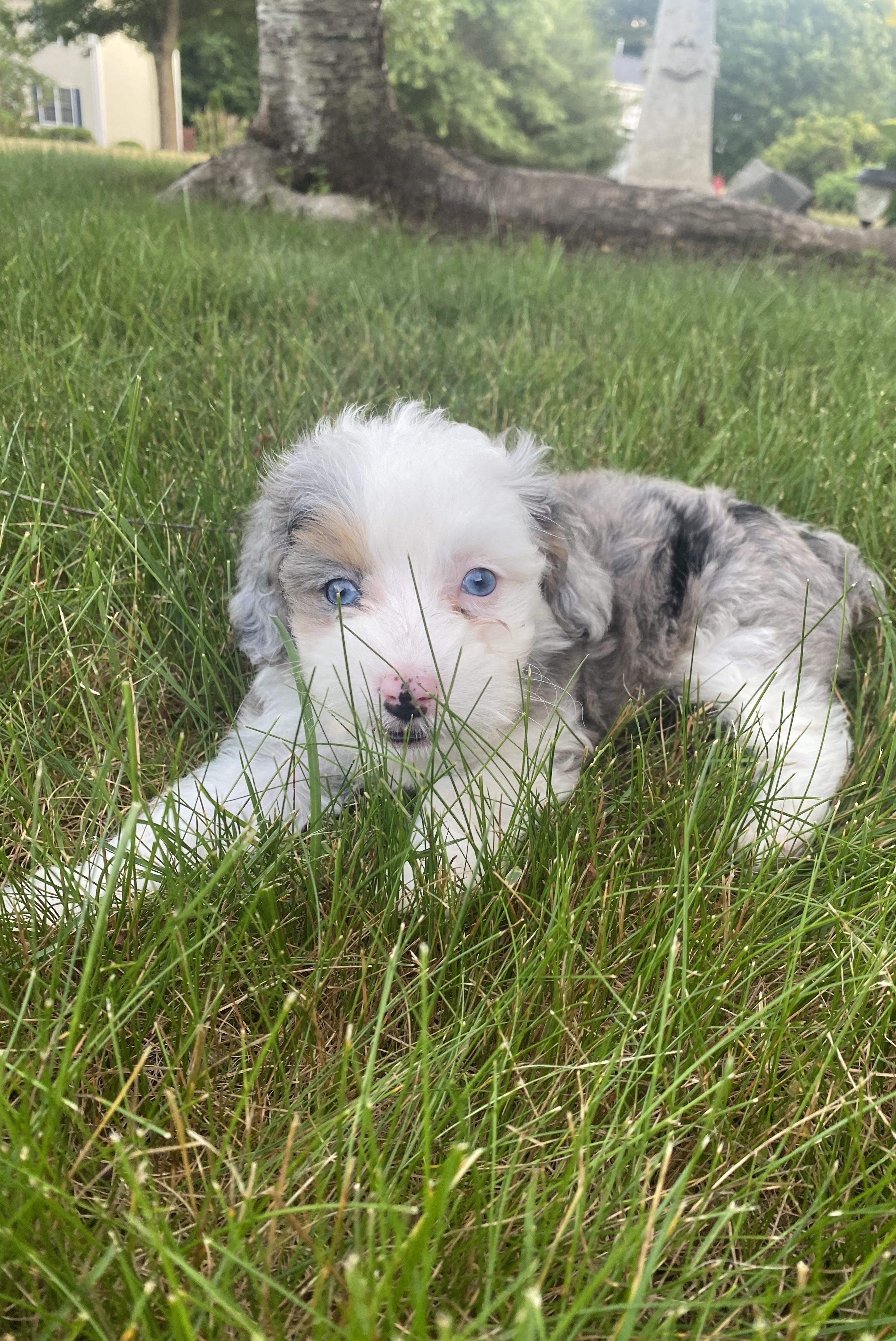 9 week old Nova! | Scrolller