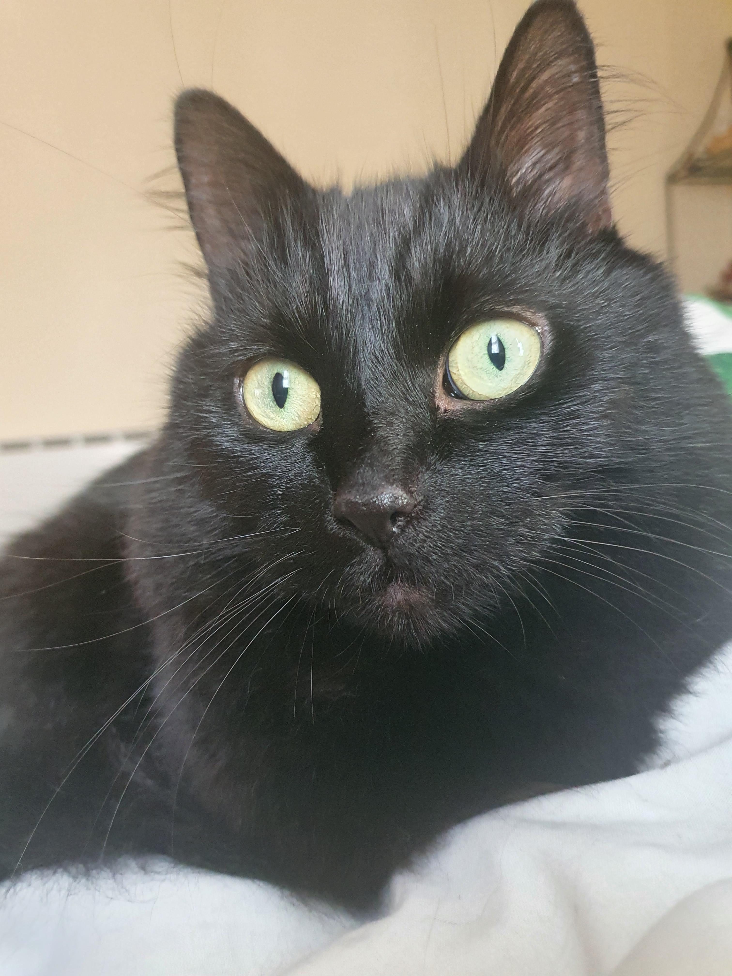 9 year old Dusty! | Scrolller