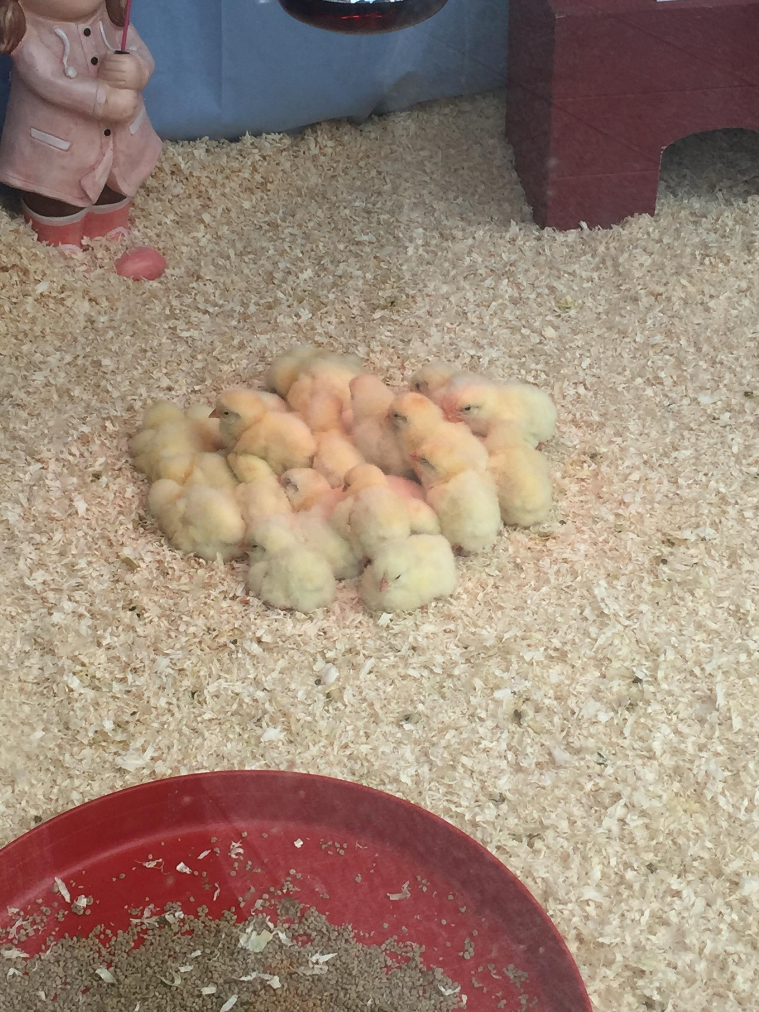 A baby chick cuddle puddle | Scrolller
