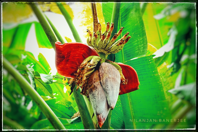 A banana flower basking in the morning glory @X100V | Scrolller