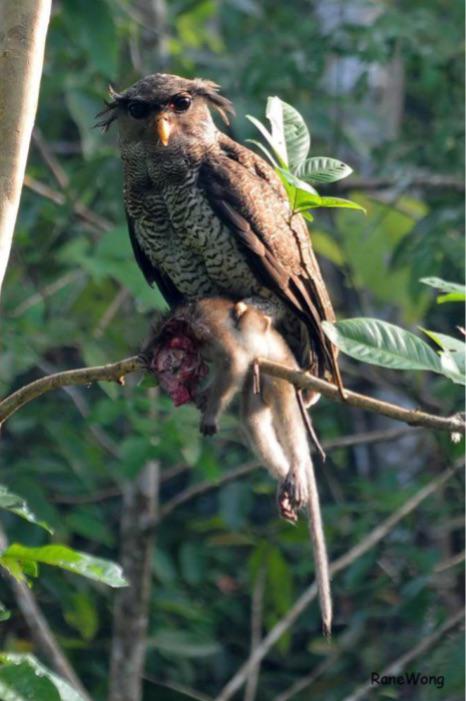 A barred eagle-owl with a beheaded long-tailed macaque kill. | Scrolller