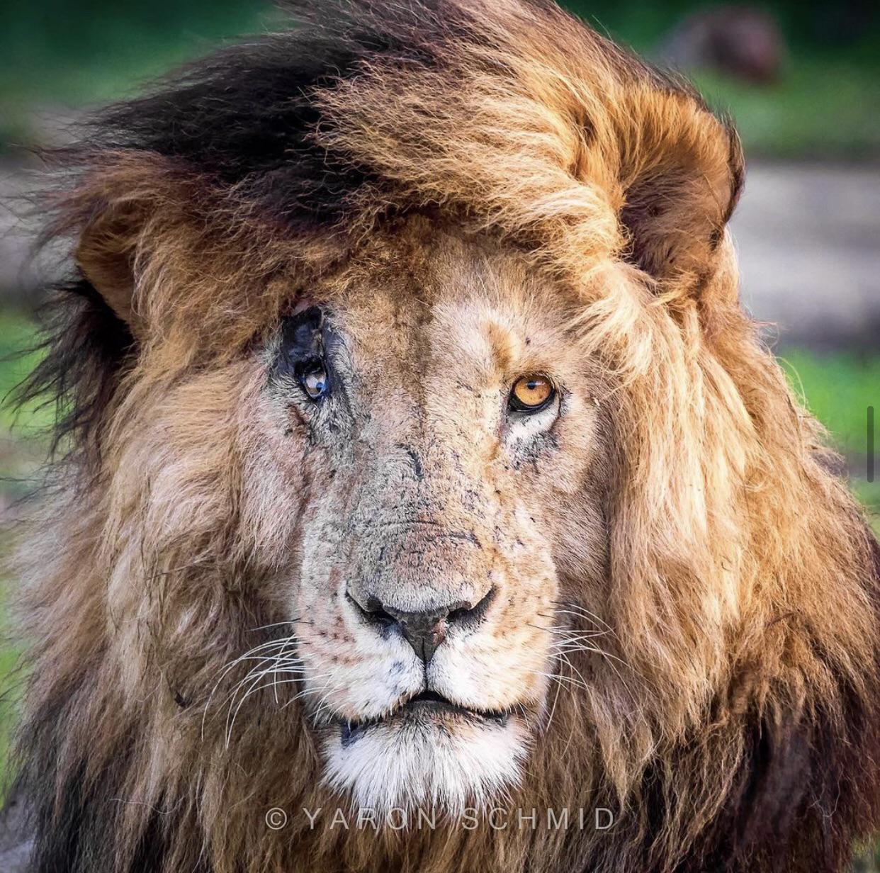 A battle hardened King showing off his battle scars | Scrolller