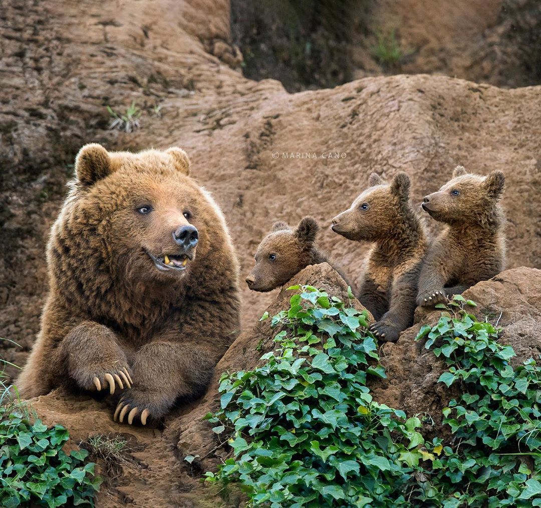 A beary cute family photo | Scrolller