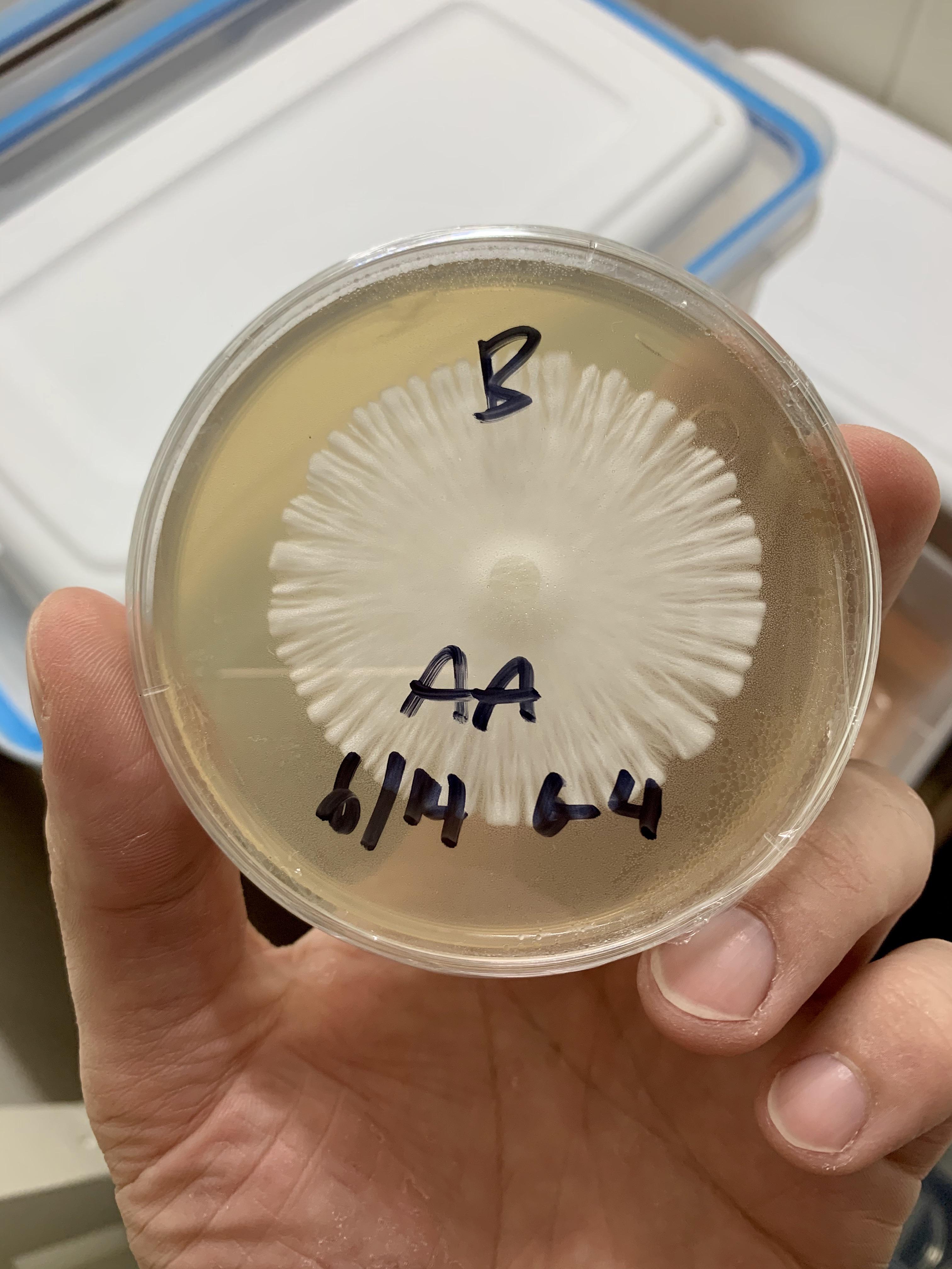 A beautiful circle of mycelium | Scrolller