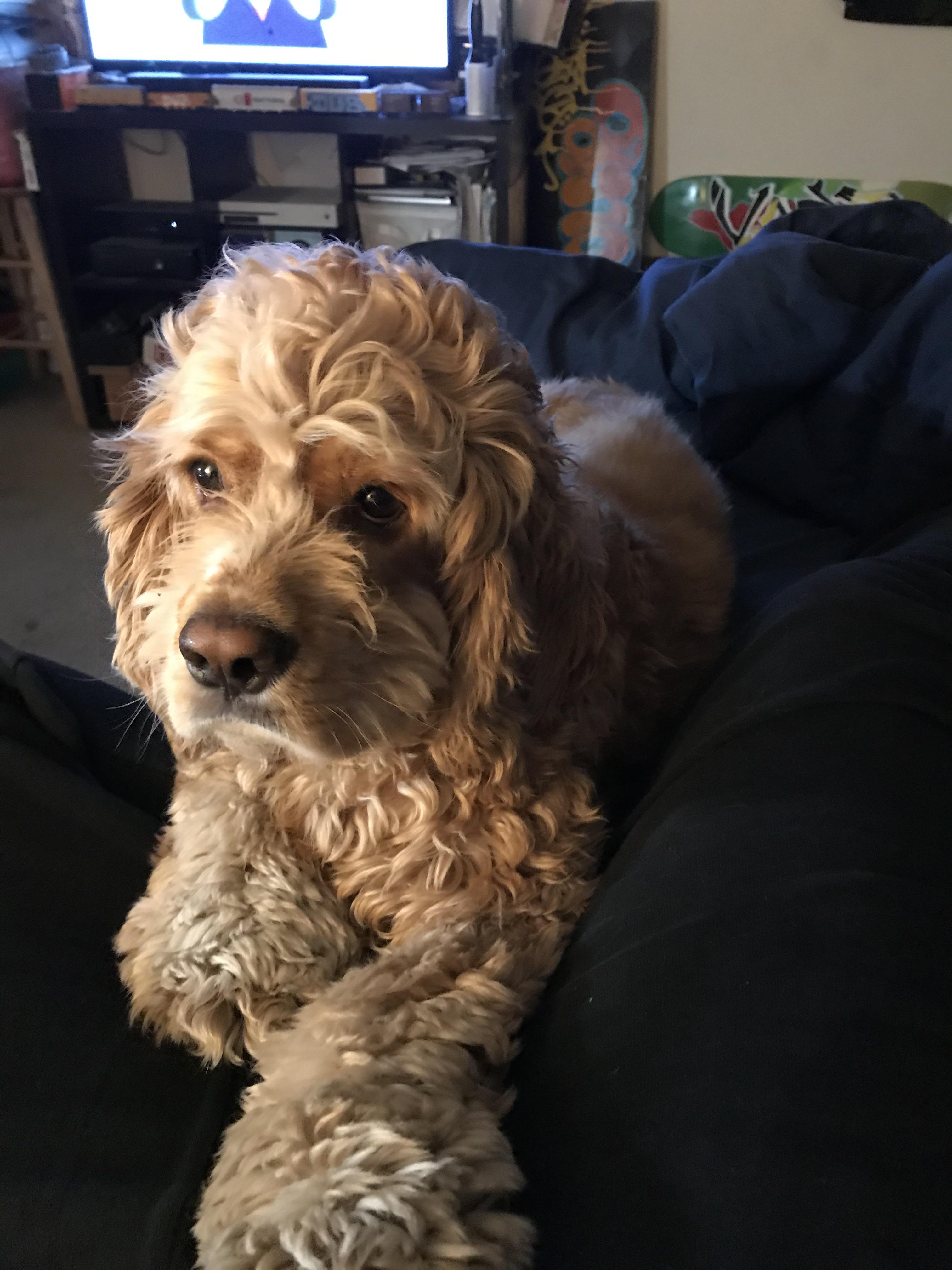 A beautiful dog big leo | Scrolller