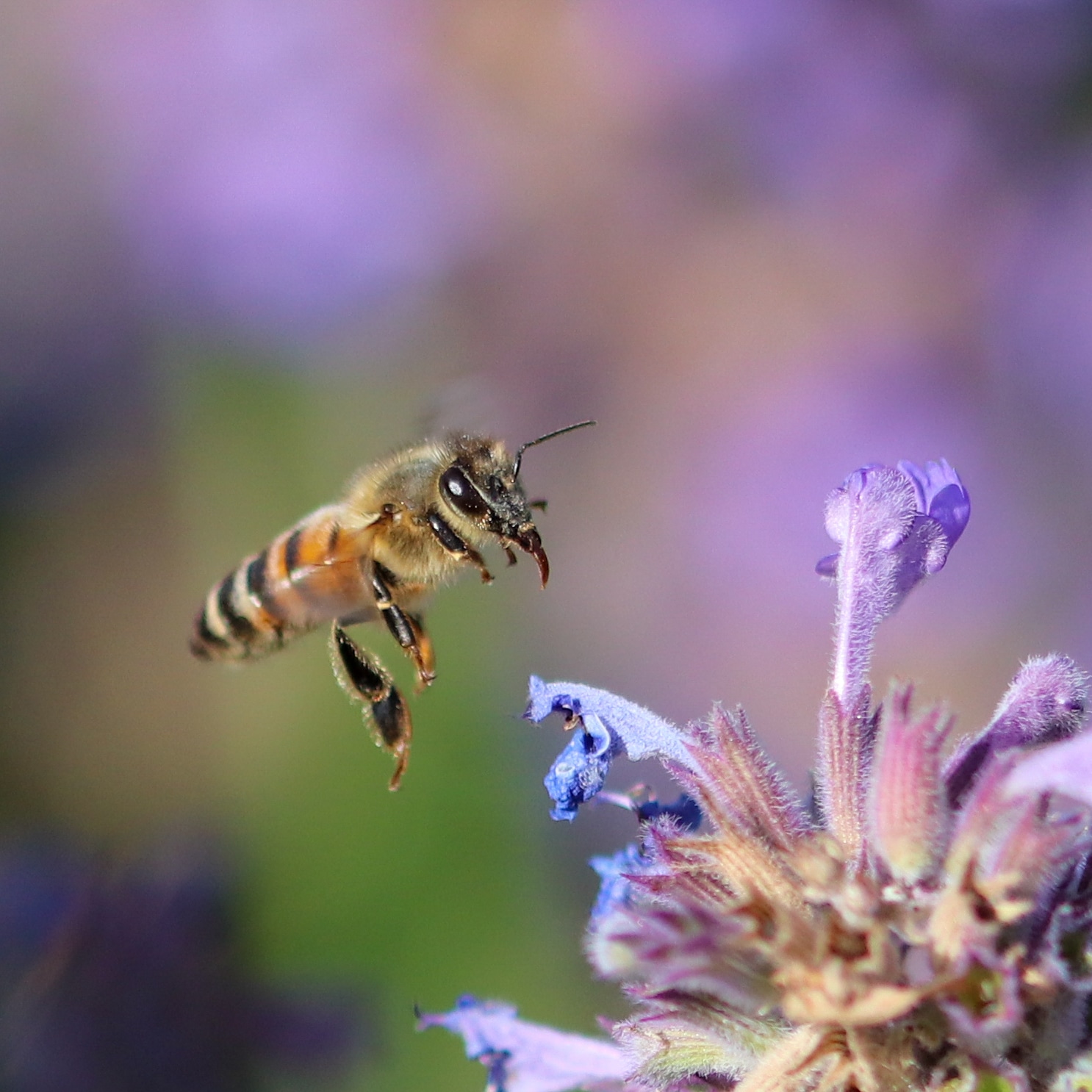 A bee landing on a flower, so happy I was able to capture this exact moment! | Scrolller