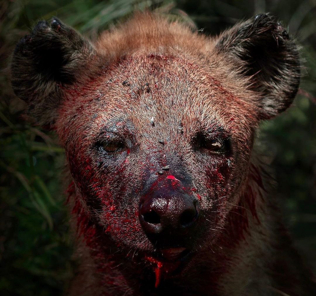 A Bloody Hyena (Akshar Majevdia - Instagram) | Scrolller